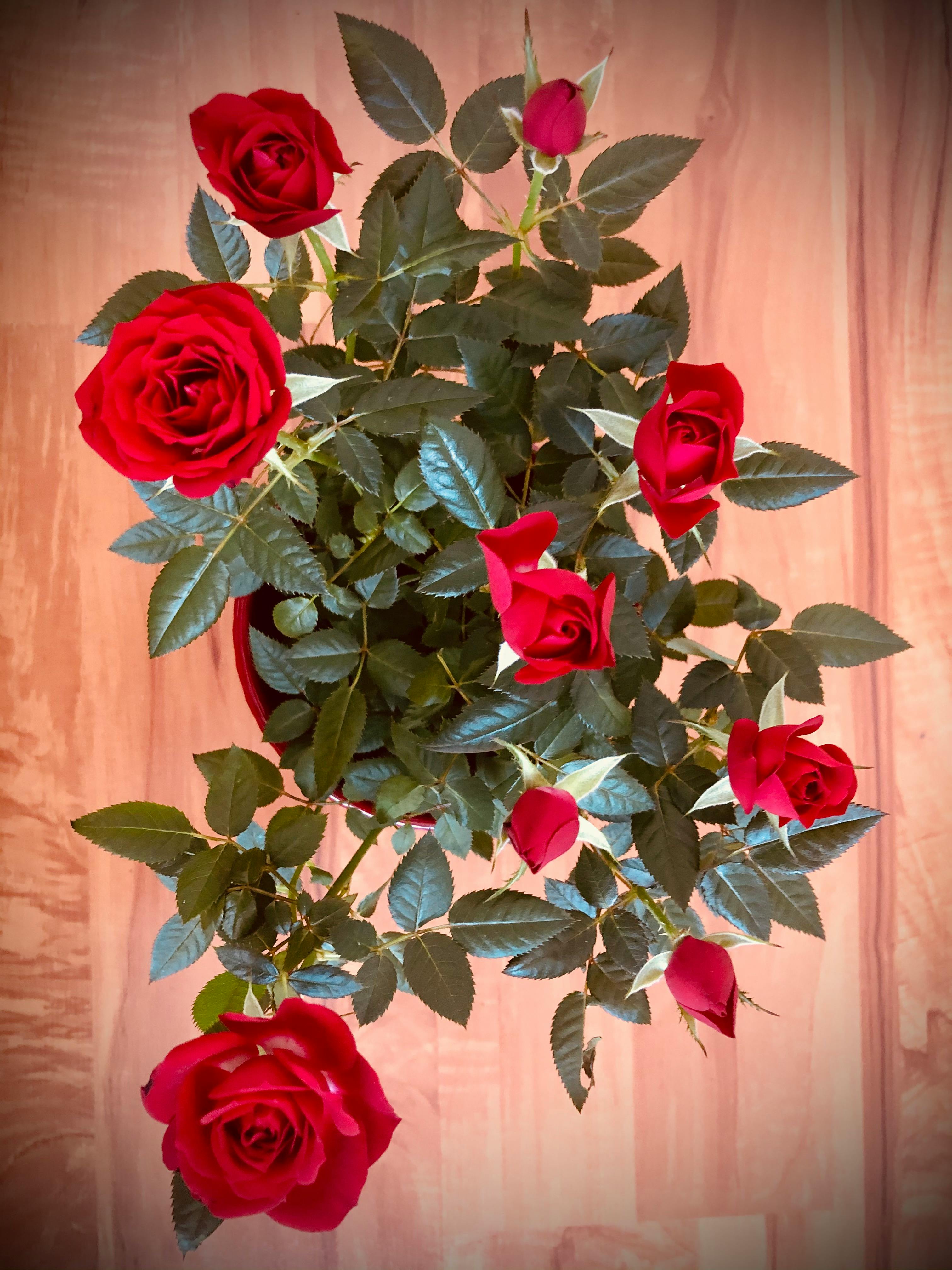 Flovers 5 Photos & Videos Collected by L X