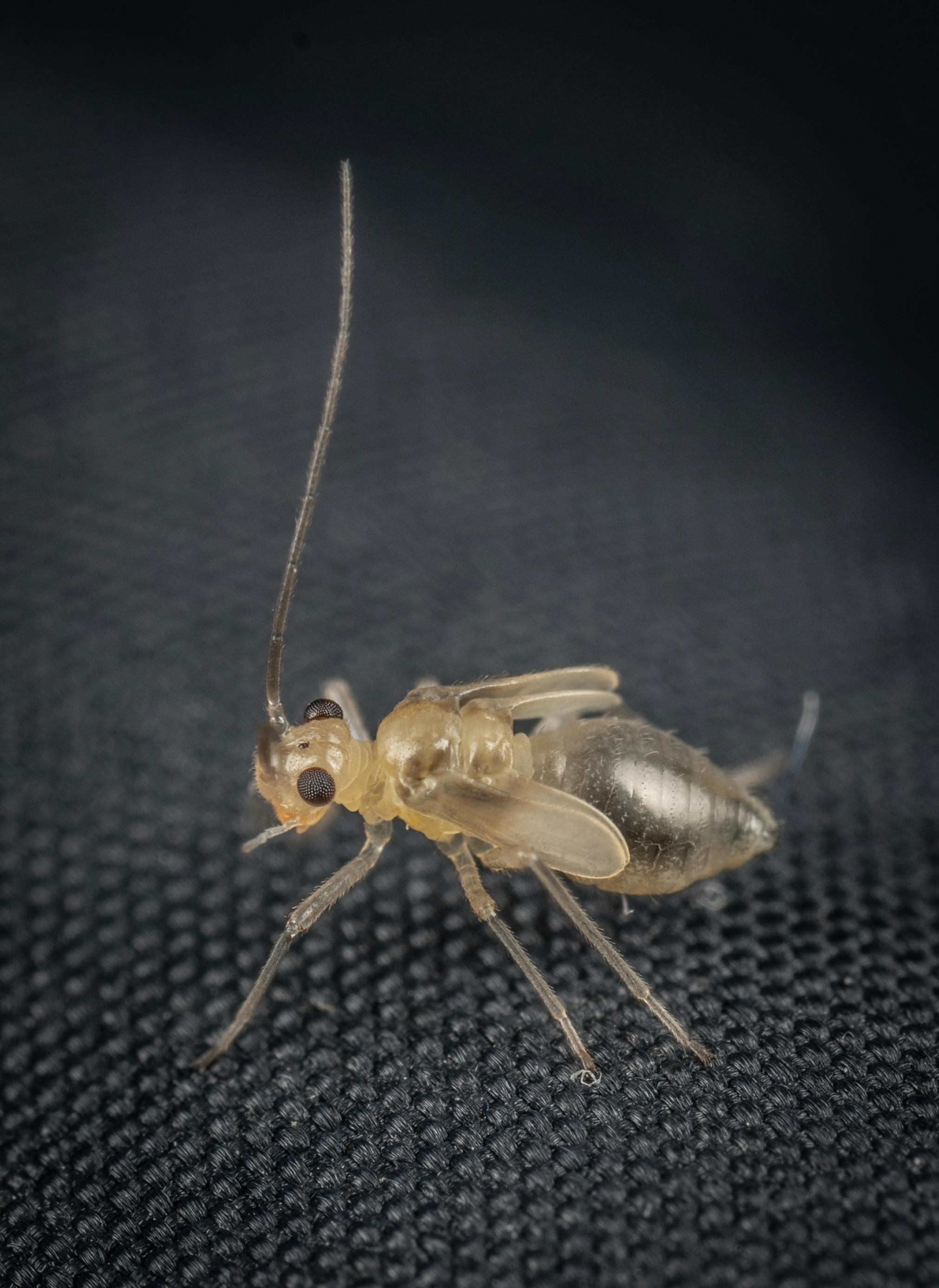 House Pest Photos, Download The BEST Free House Pest Stock Photos & HD ...