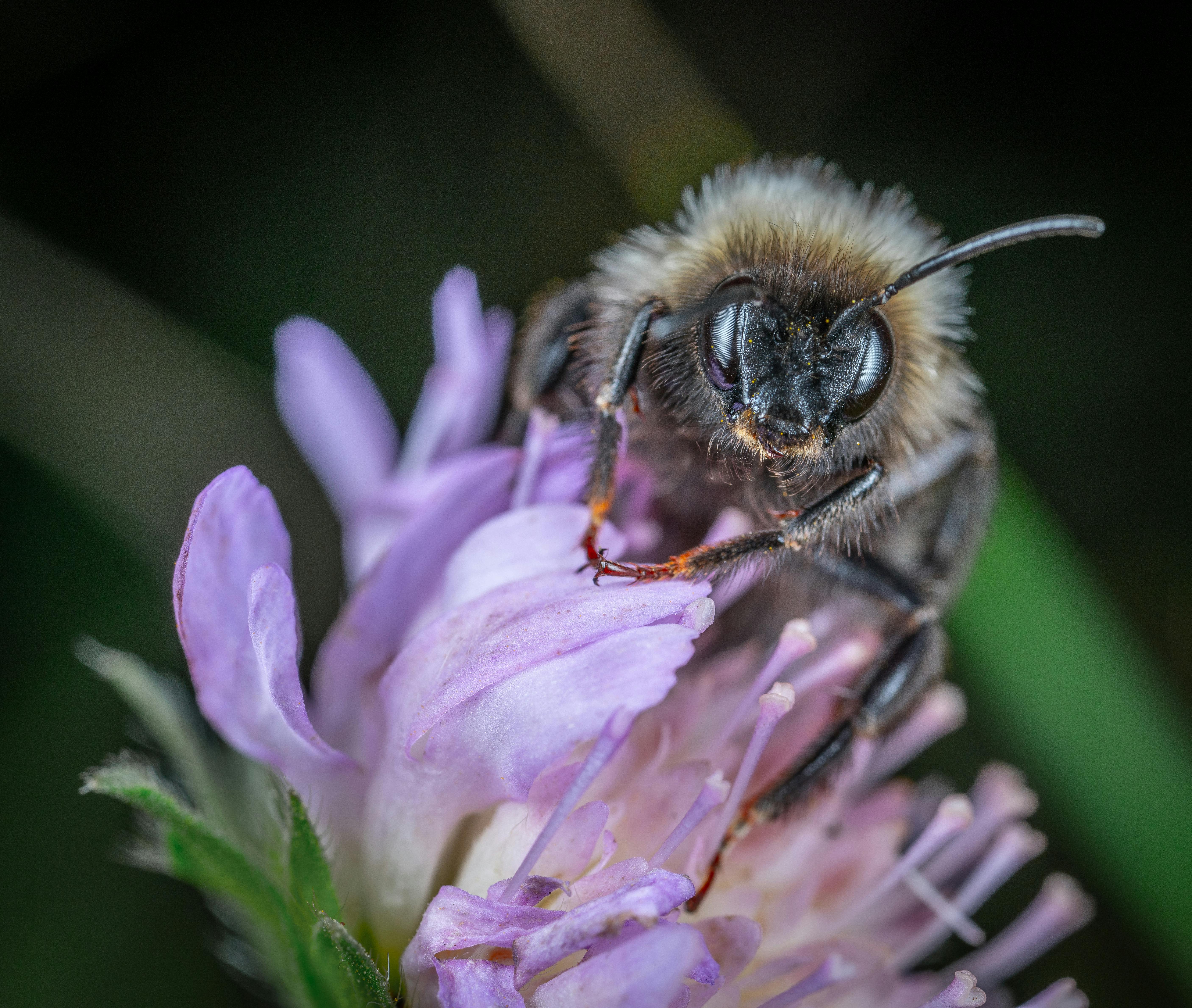 Close Up Shot of a Bee · Free Stock Photo
