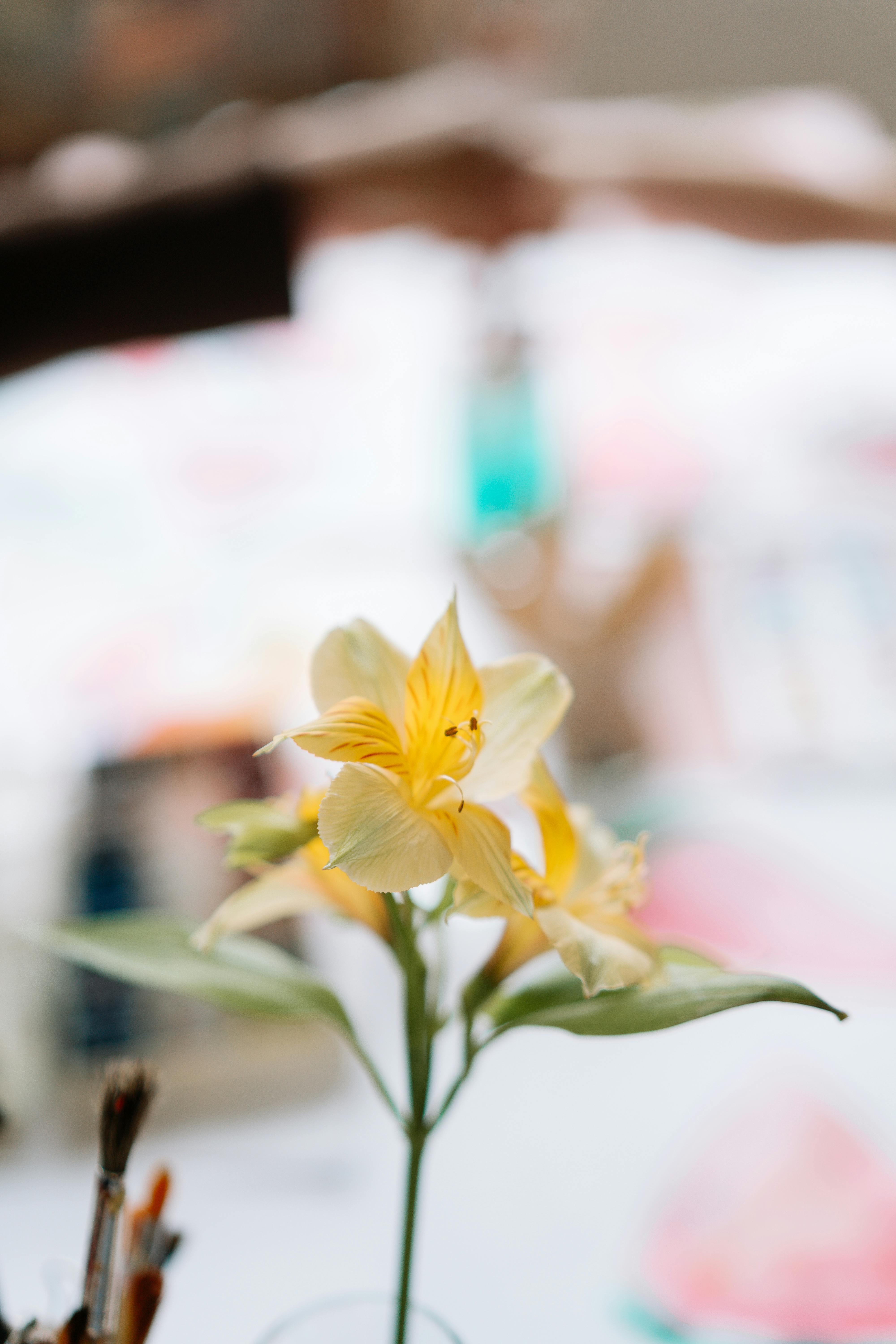 Lone Flower Photos, Download The BEST Free Lone Flower Stock Photos ...