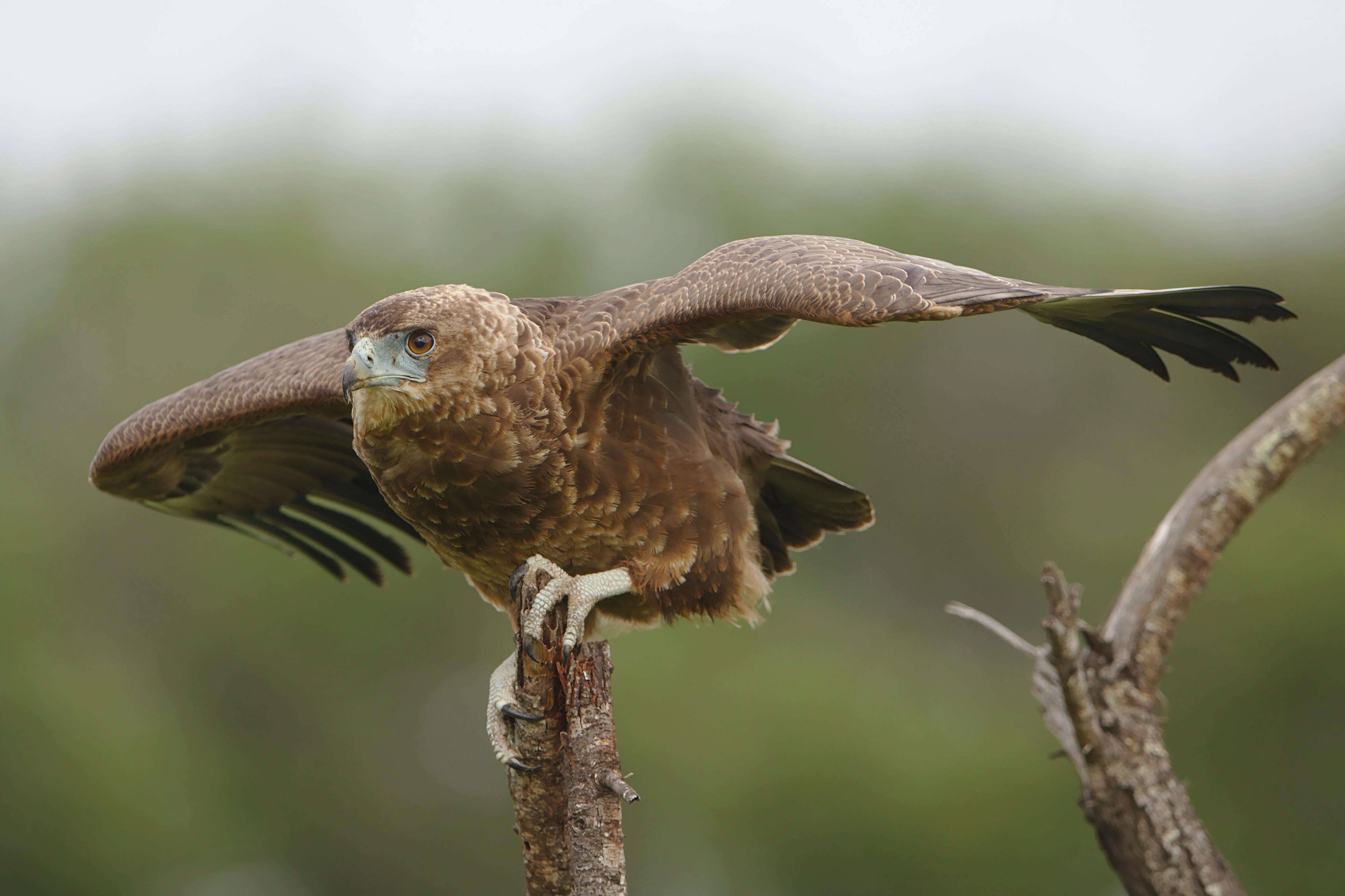 A Hawk Perched on a Tree Branch · Free Stock Photo