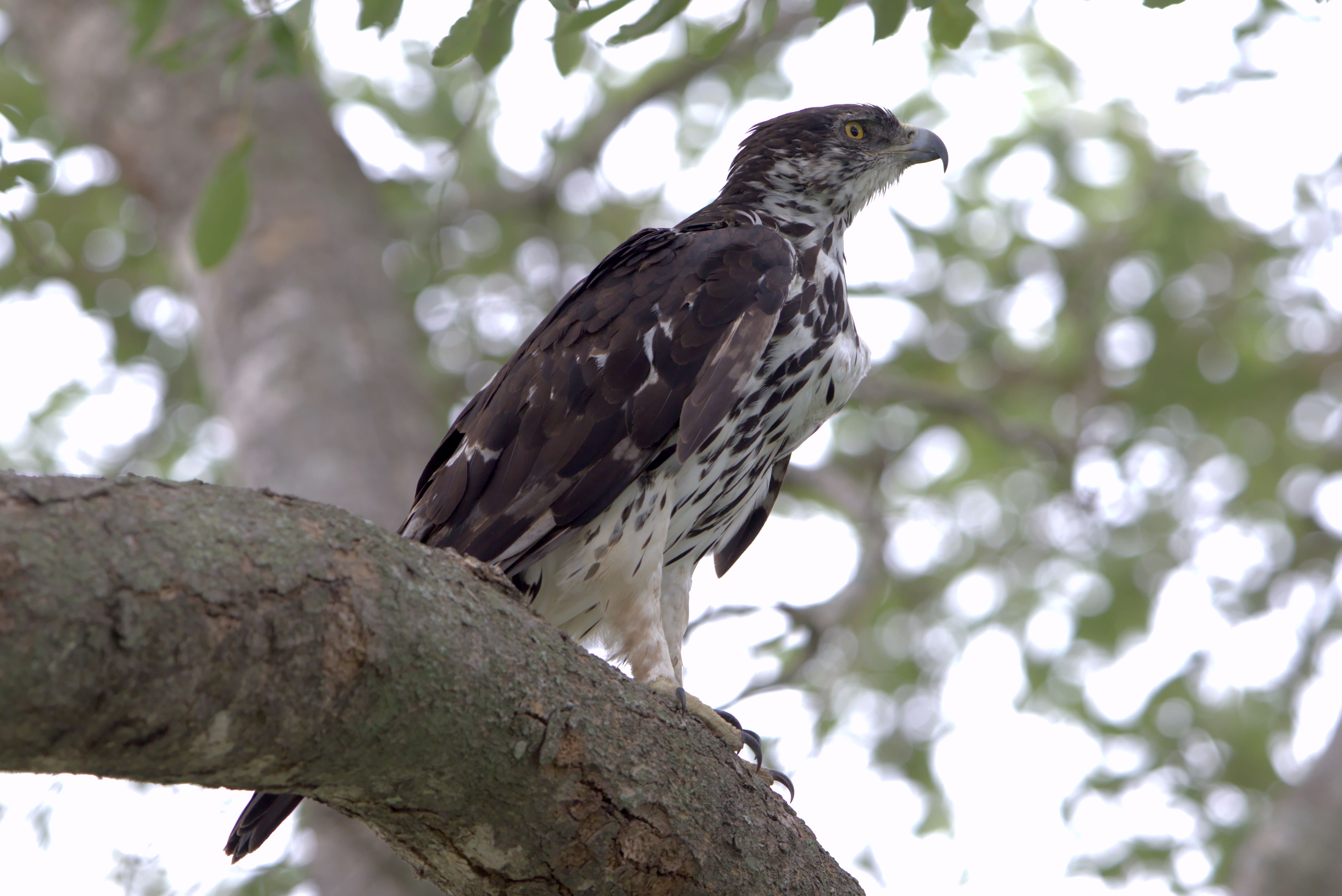 Brown Hawk on Focus Photo · Free Stock Photo