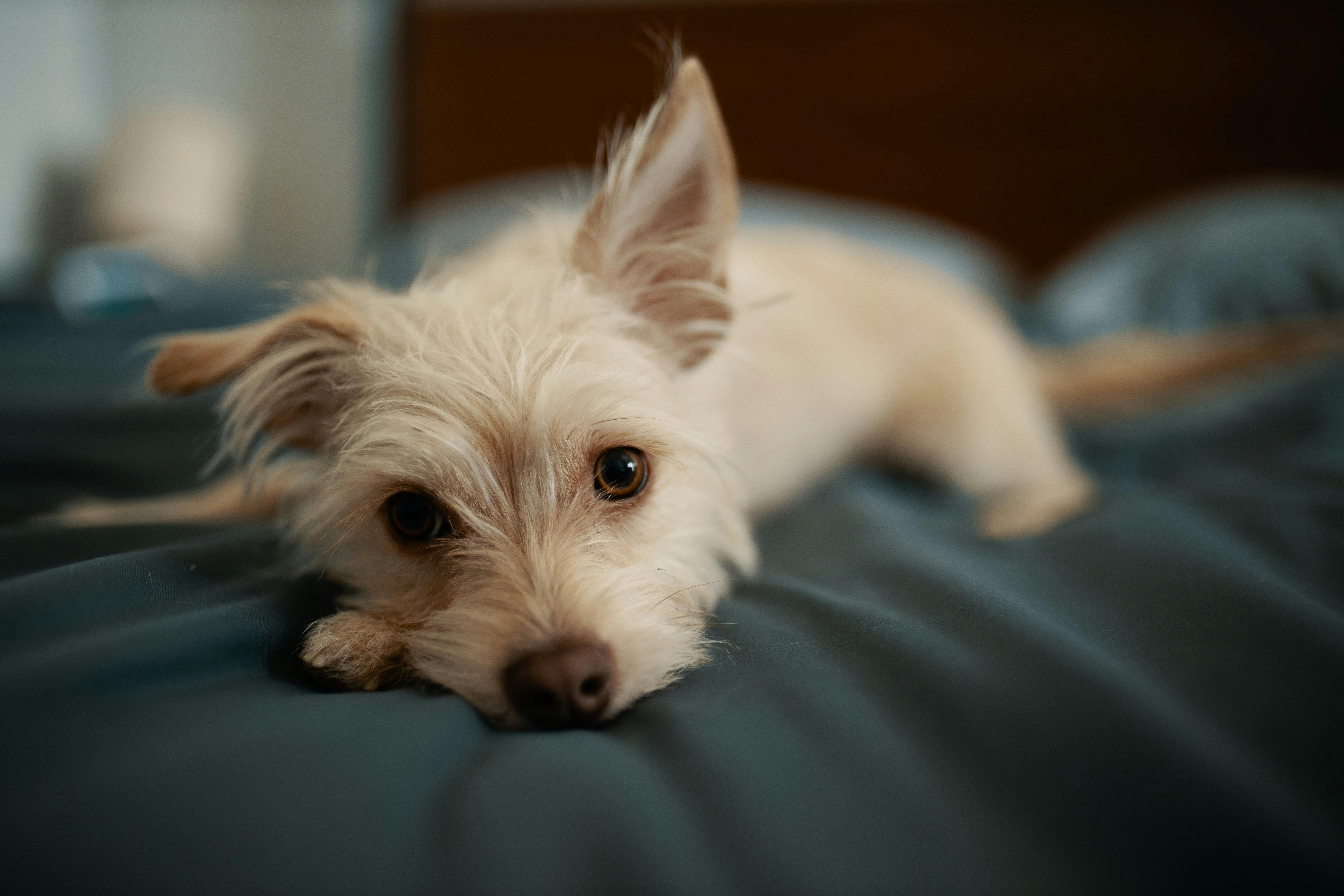 Red Dog Sleeping Curled Up in a Fuzzy Pet Bed · Free Stock Photo