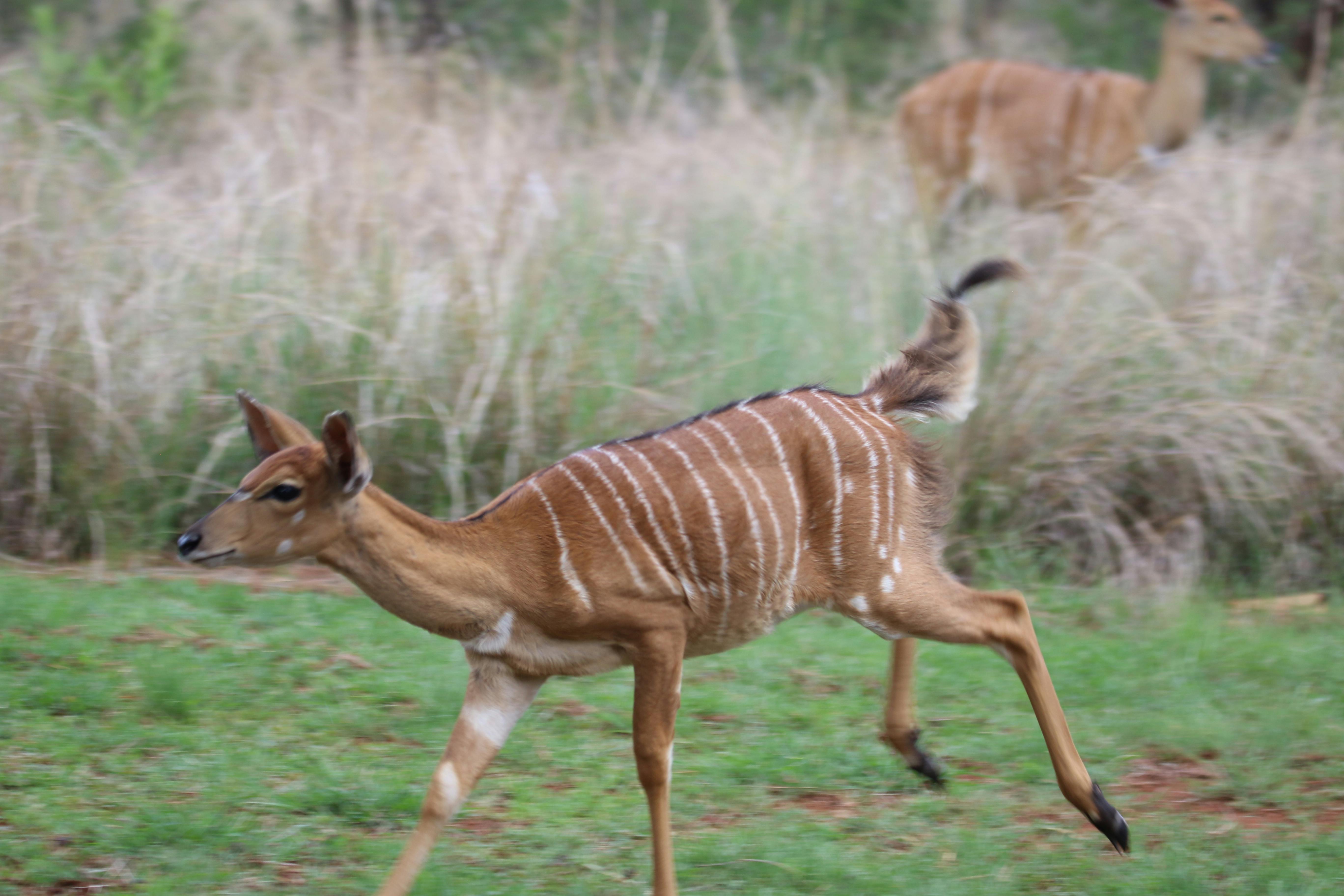 Free stock photo of antelope, buck, bush