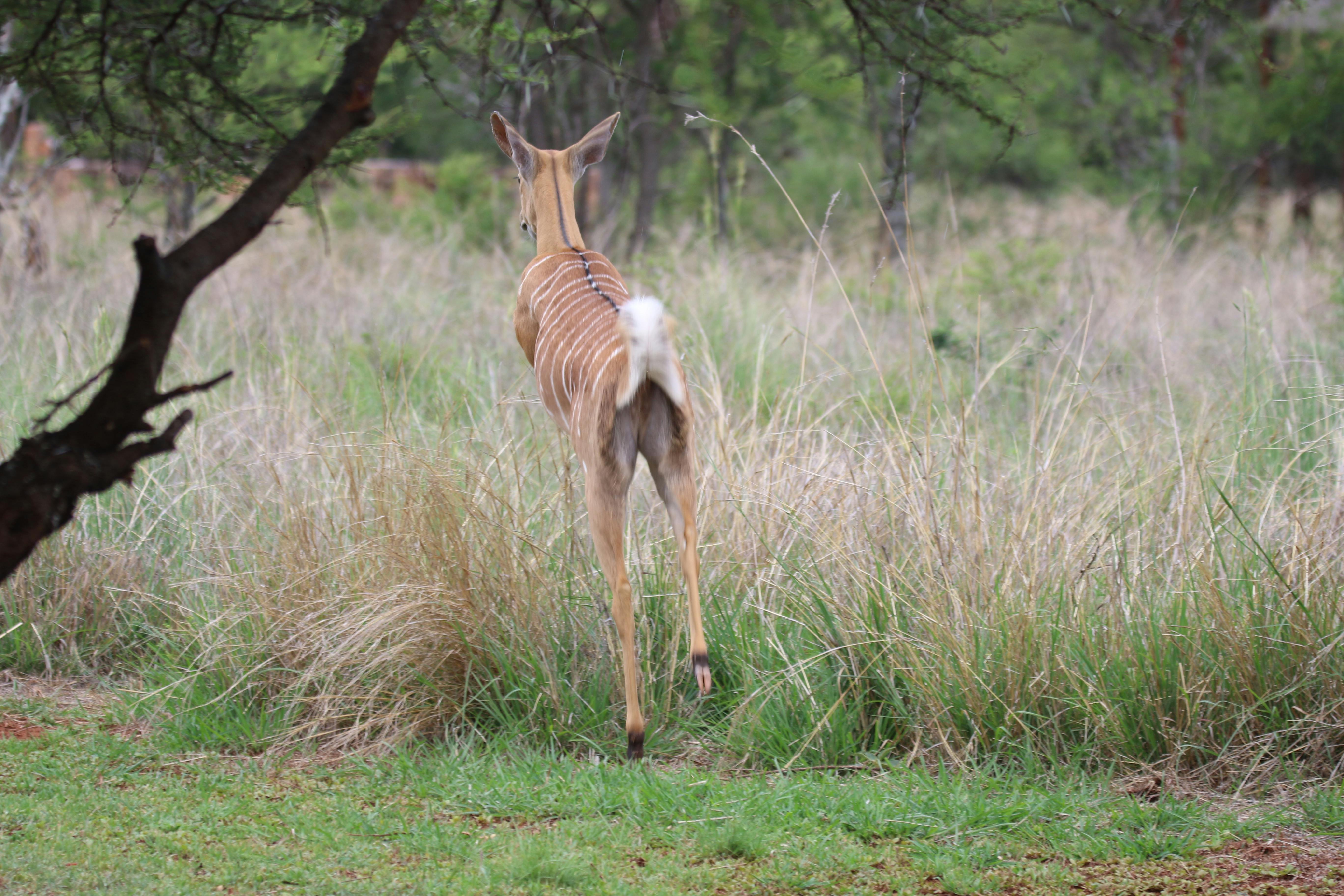 Free stock photo of antelope, buck, bush