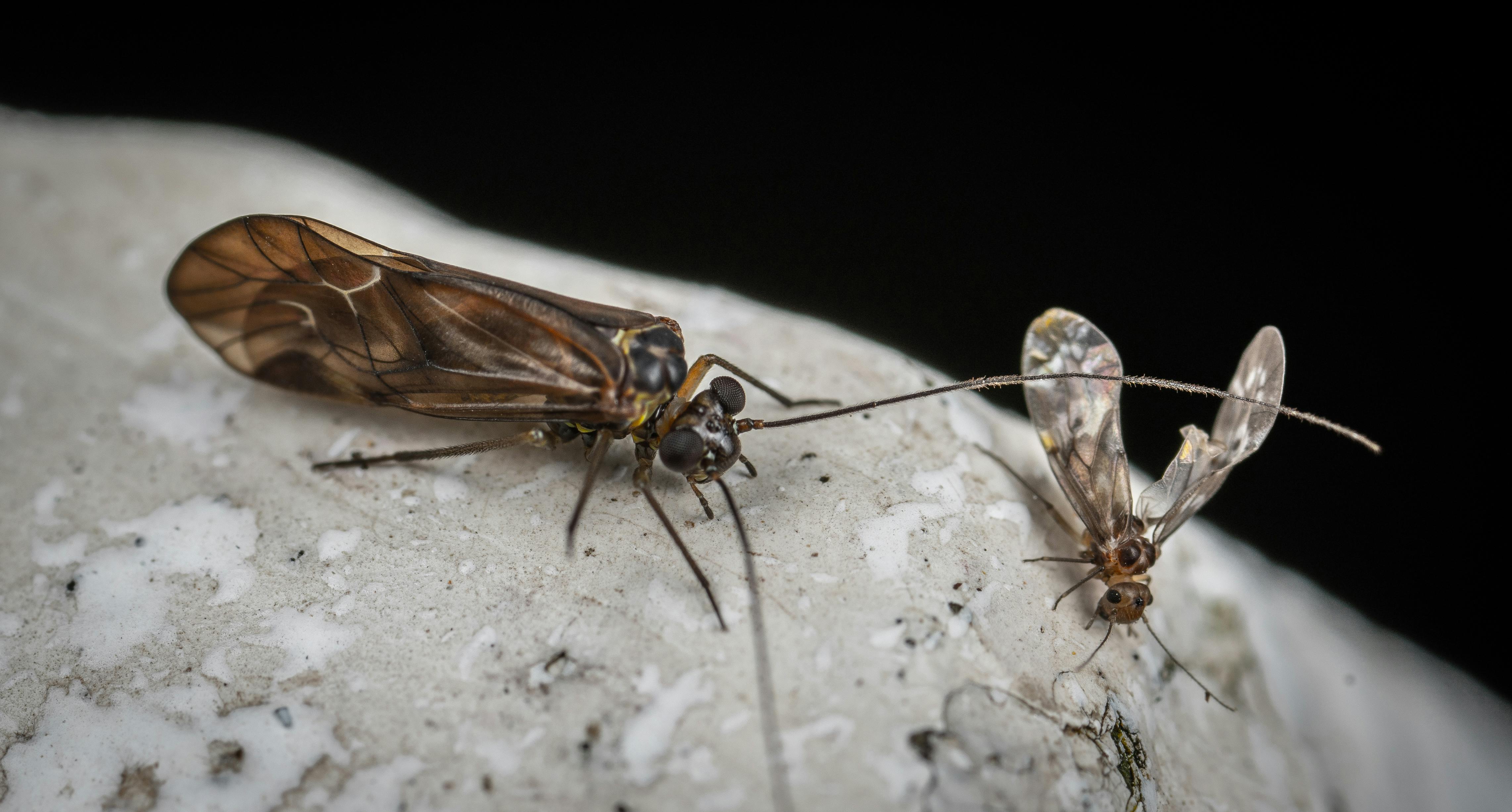 Insecten die op kakkerlakken lijken - Insectable