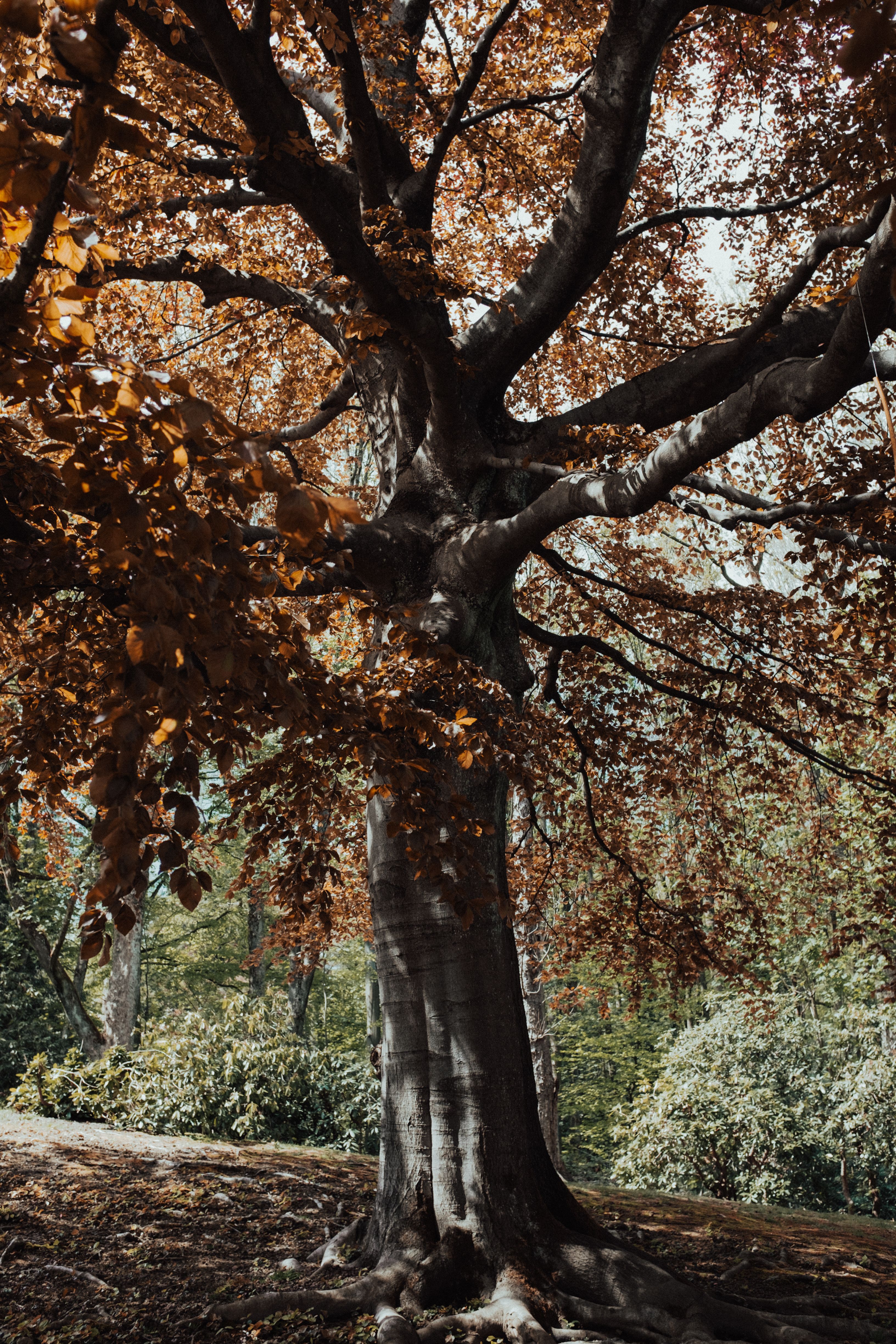 A Big Tree during Fall · Free Stock Photo