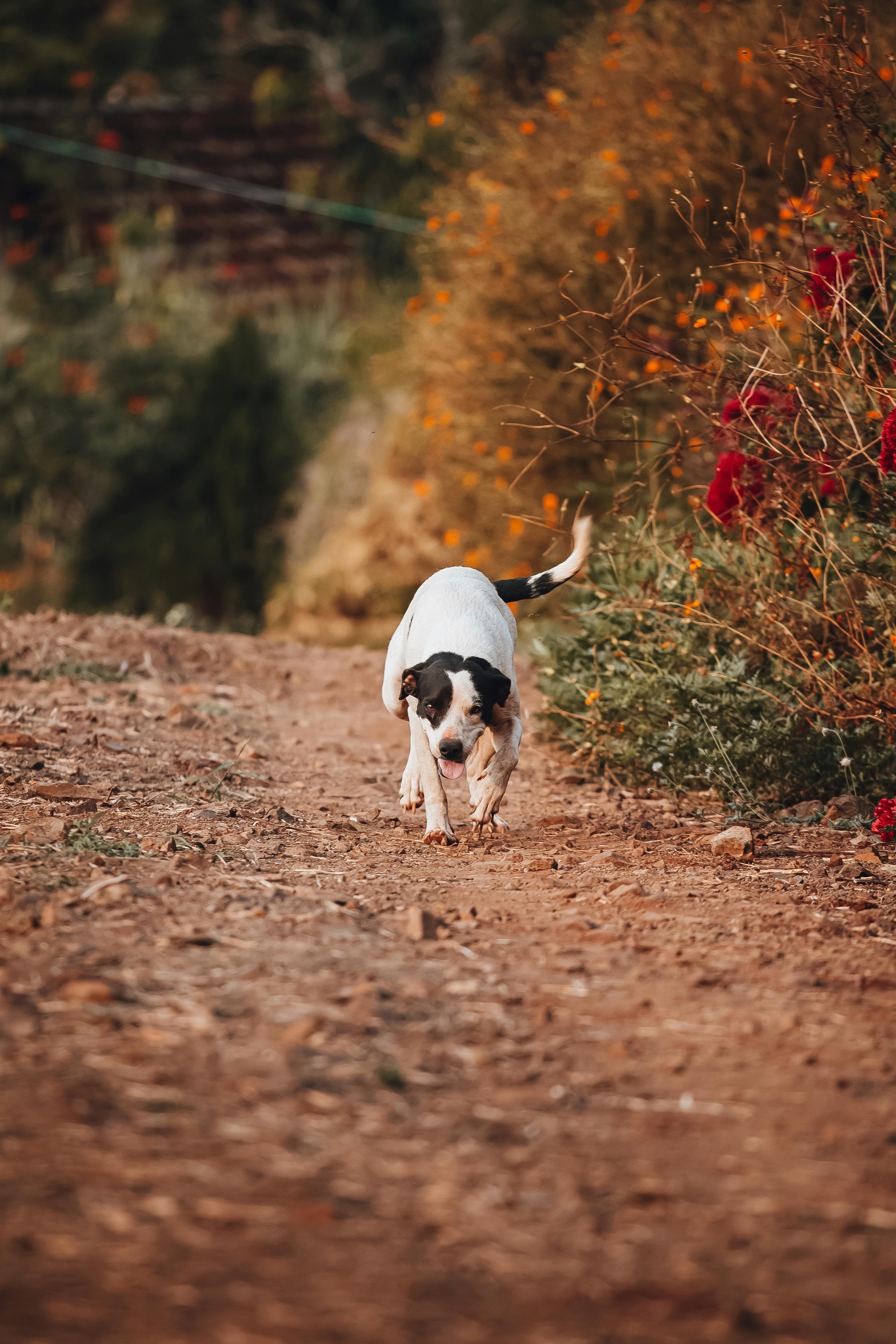 Foto de stock gratuita sobre al aire libre, animal, arboles, caminando ...
