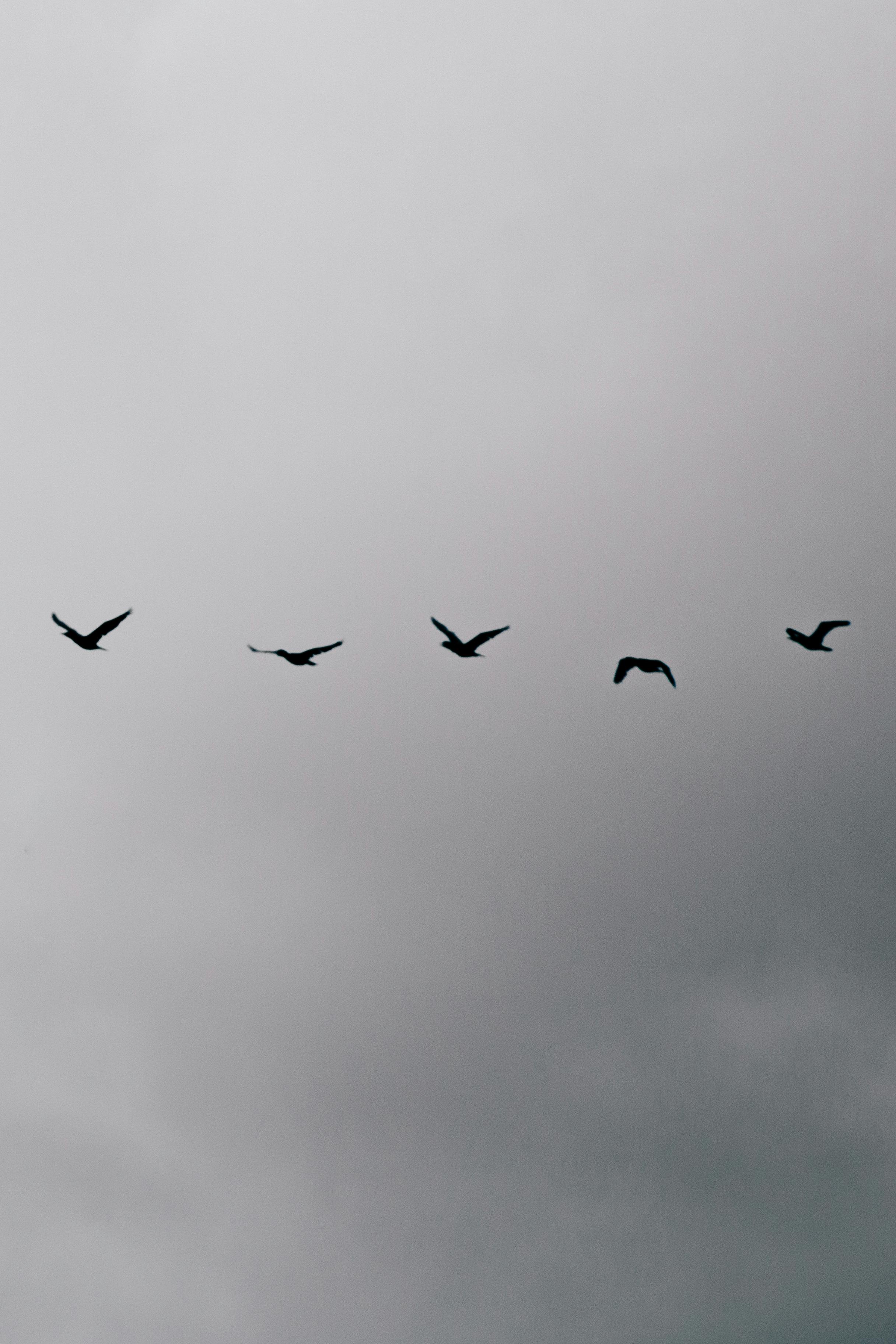 Bird Flying · Free Stock Photo