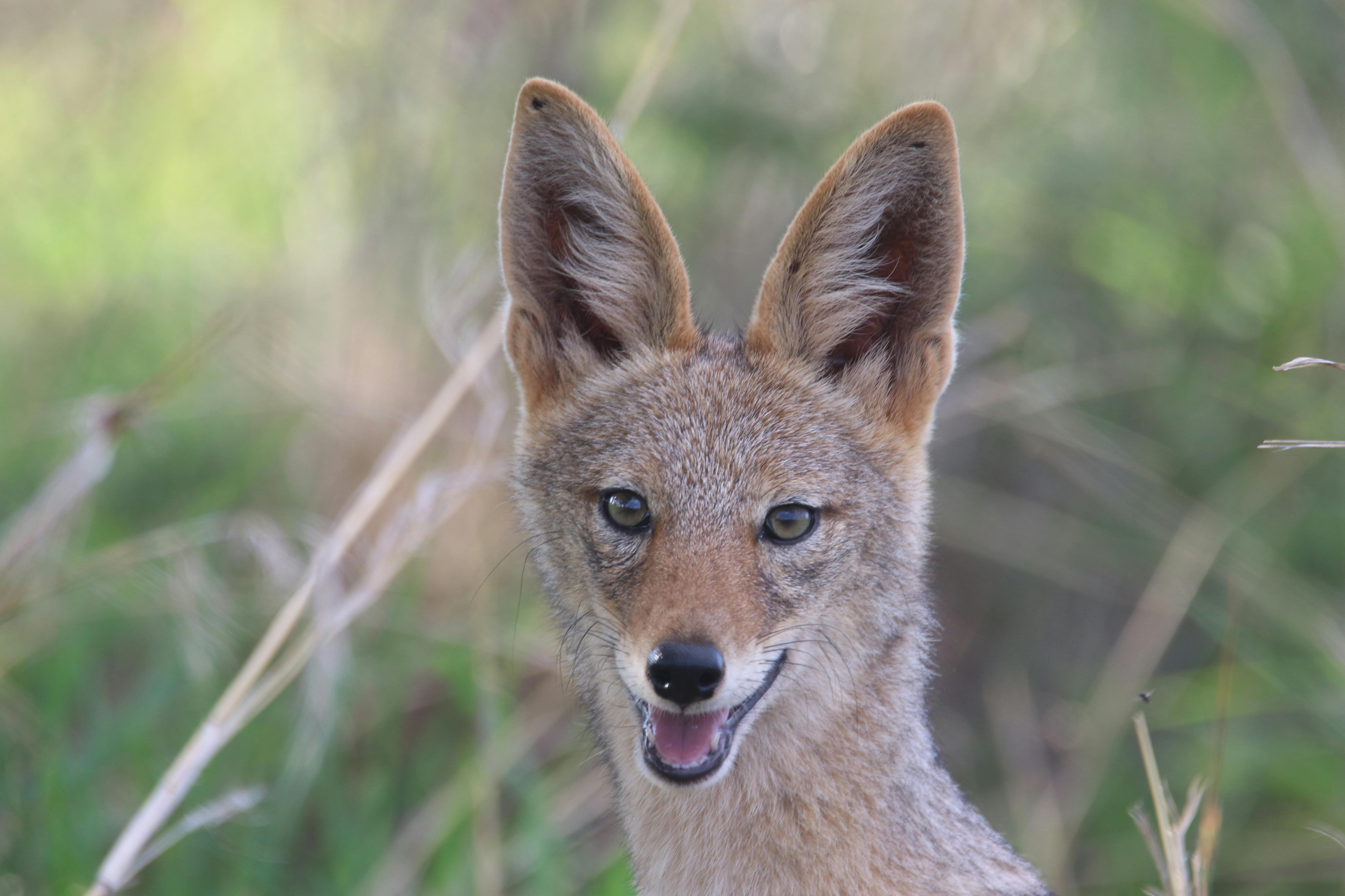 Free stock photo of animals, bush, cute