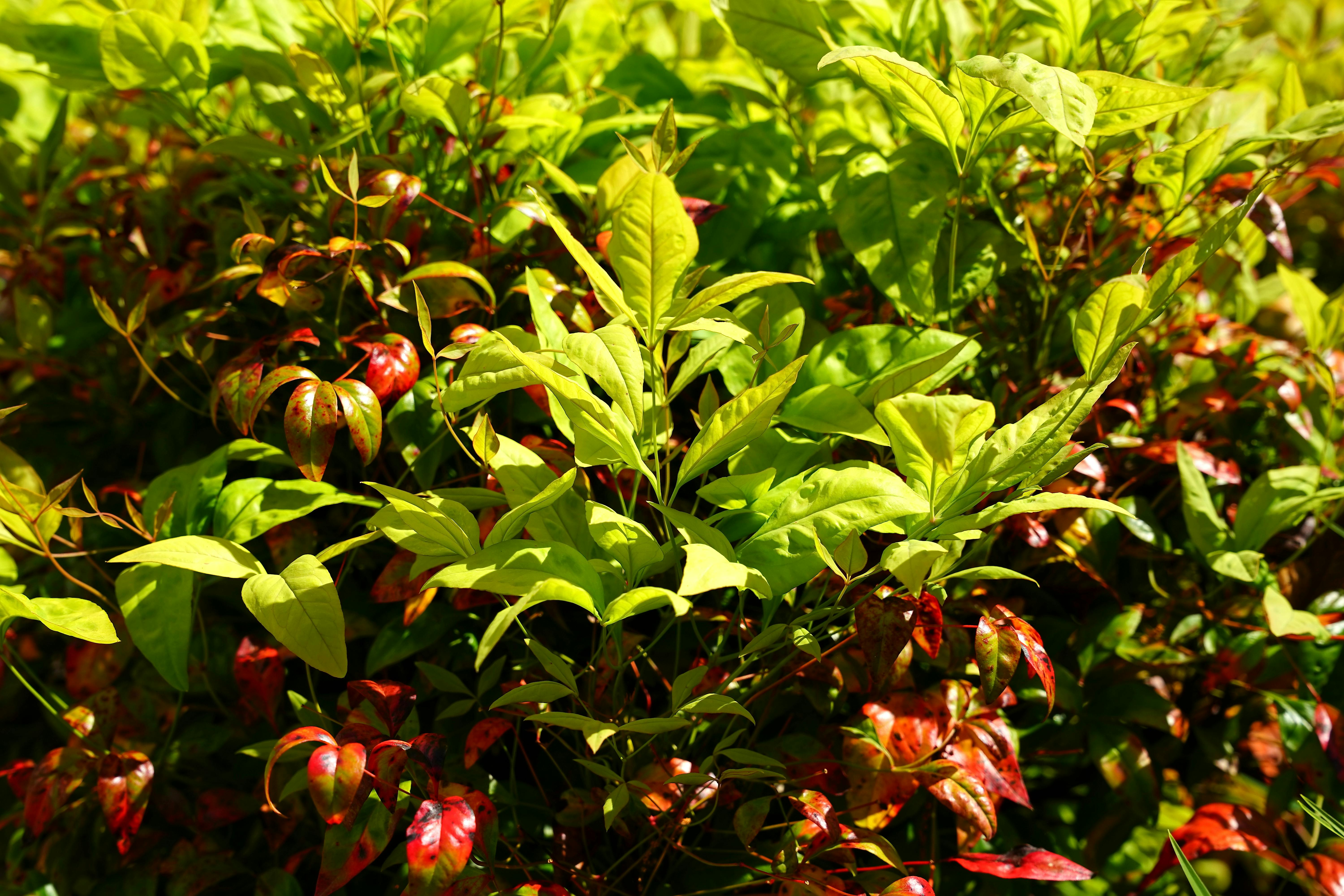 David Noss - การถ่ายภาพ