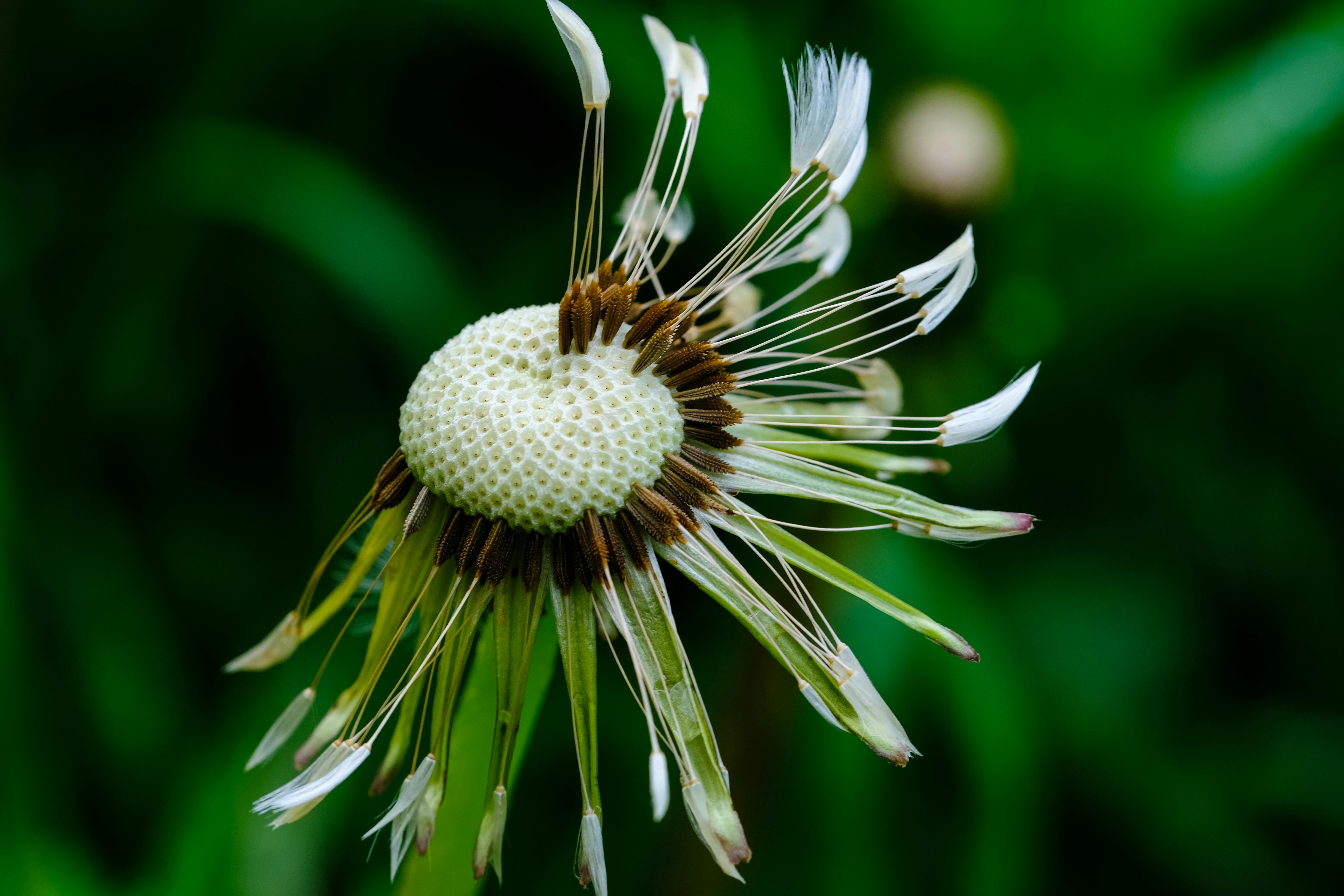 Close-Up Shot of a Dandelion · Free Stock Photo