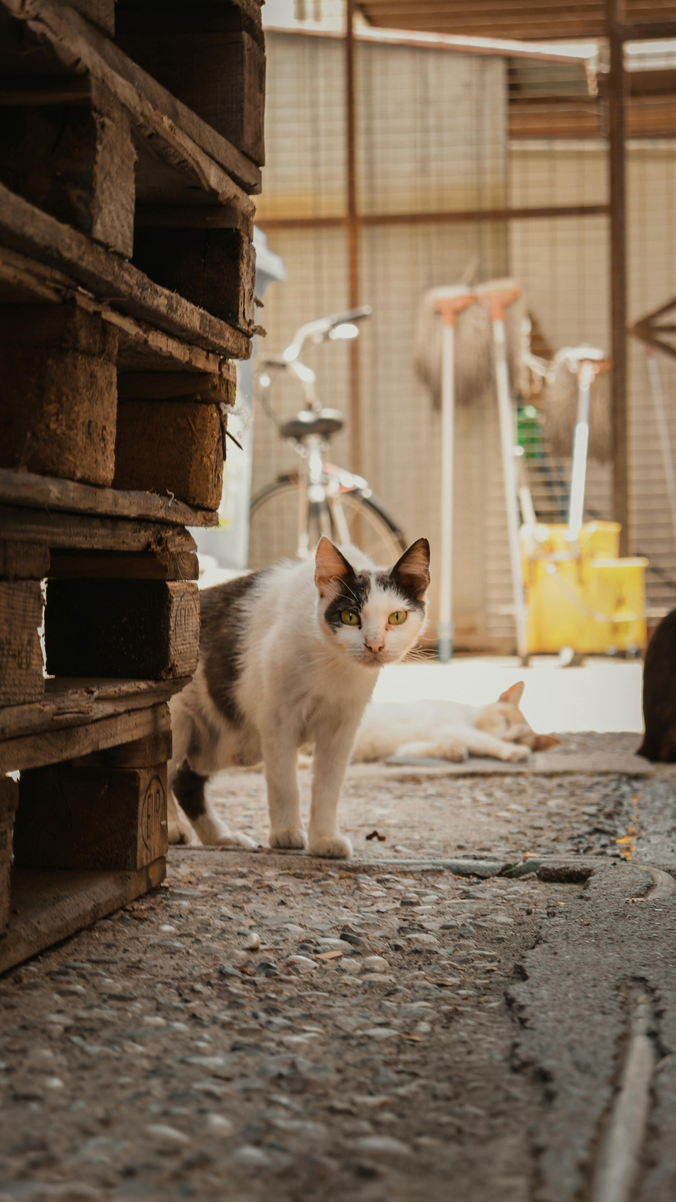A Cat Walking on the Street · Free Stock Photo