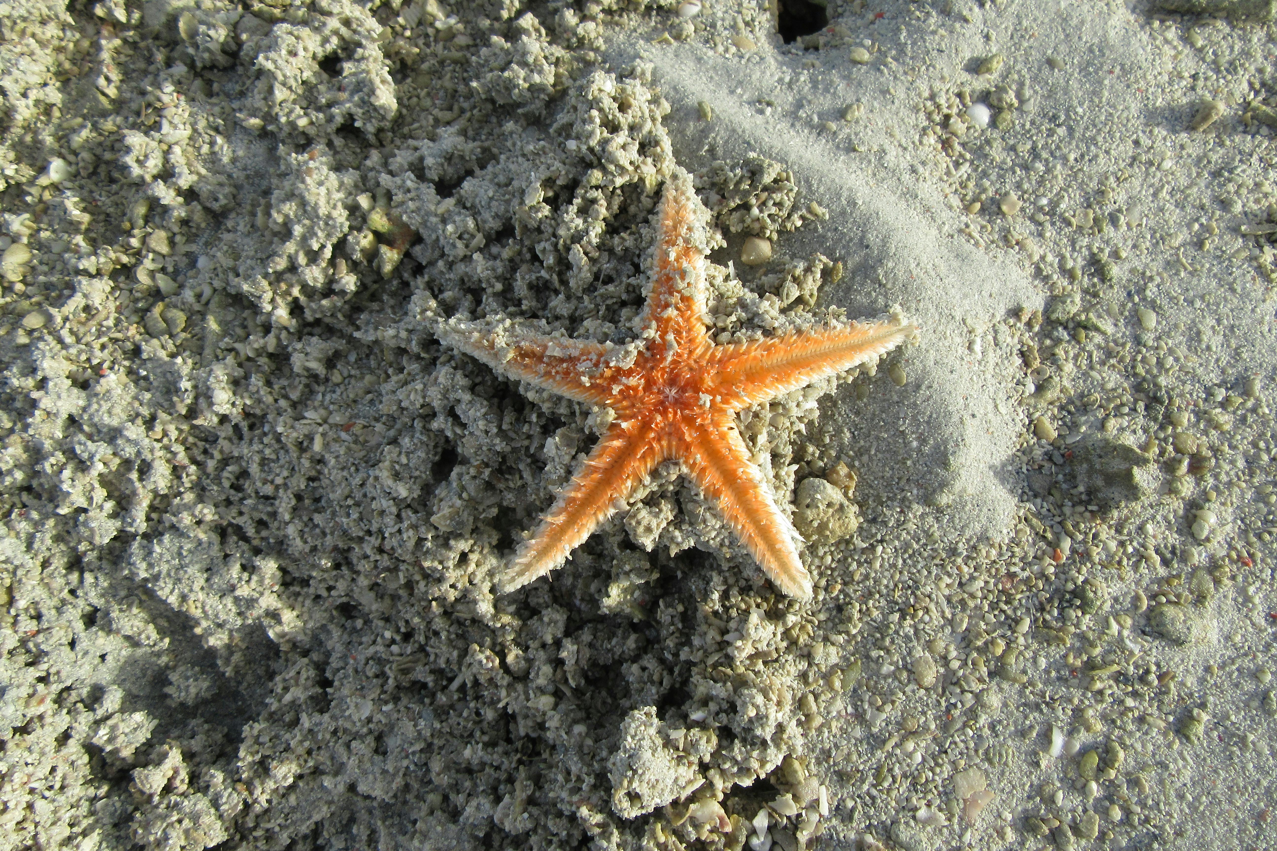 Carbonate Sand Photos, Download The BEST Free Carbonate Sand Stock ...