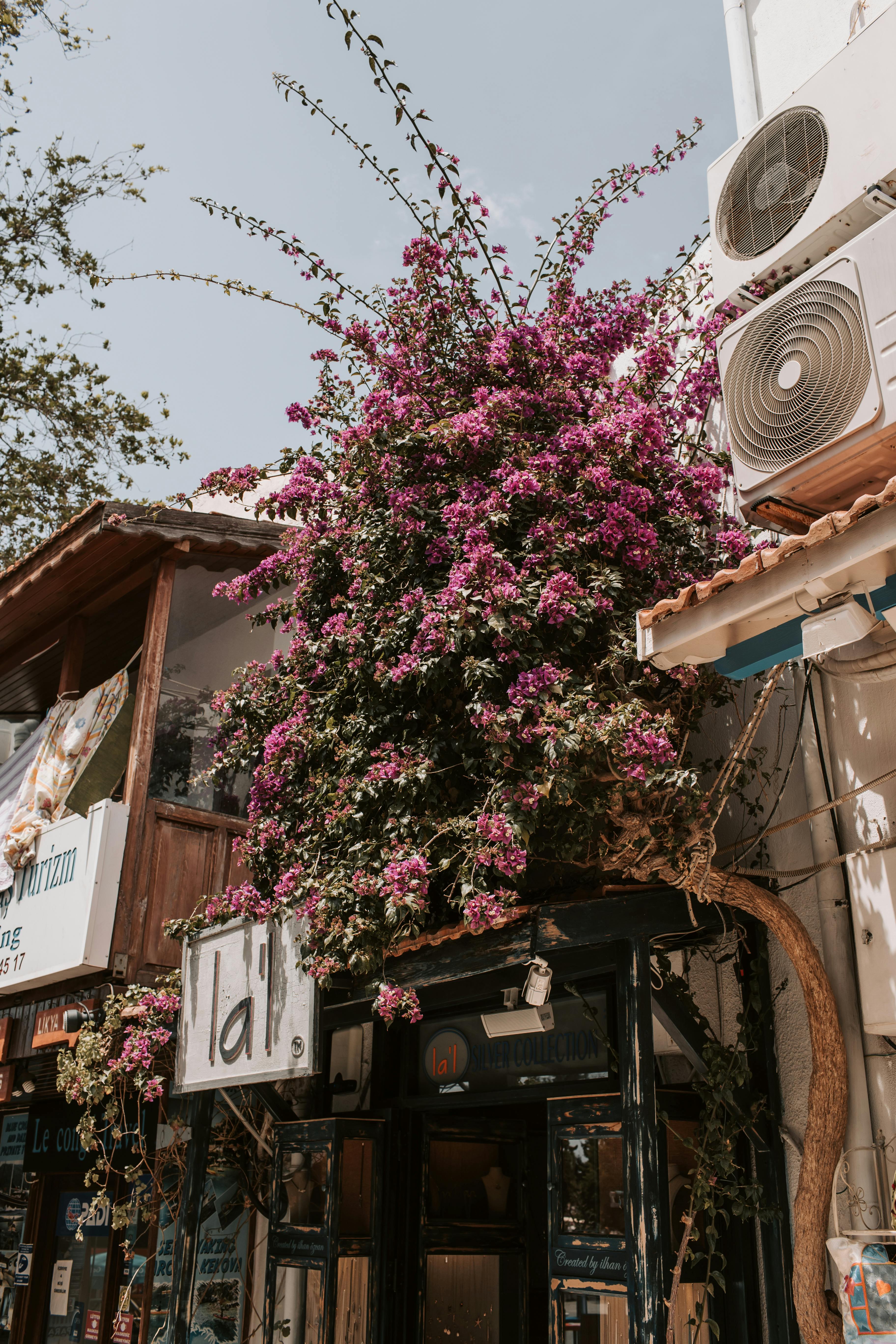 Flowering Tree Infront Of A Shop · Free Stock Photo