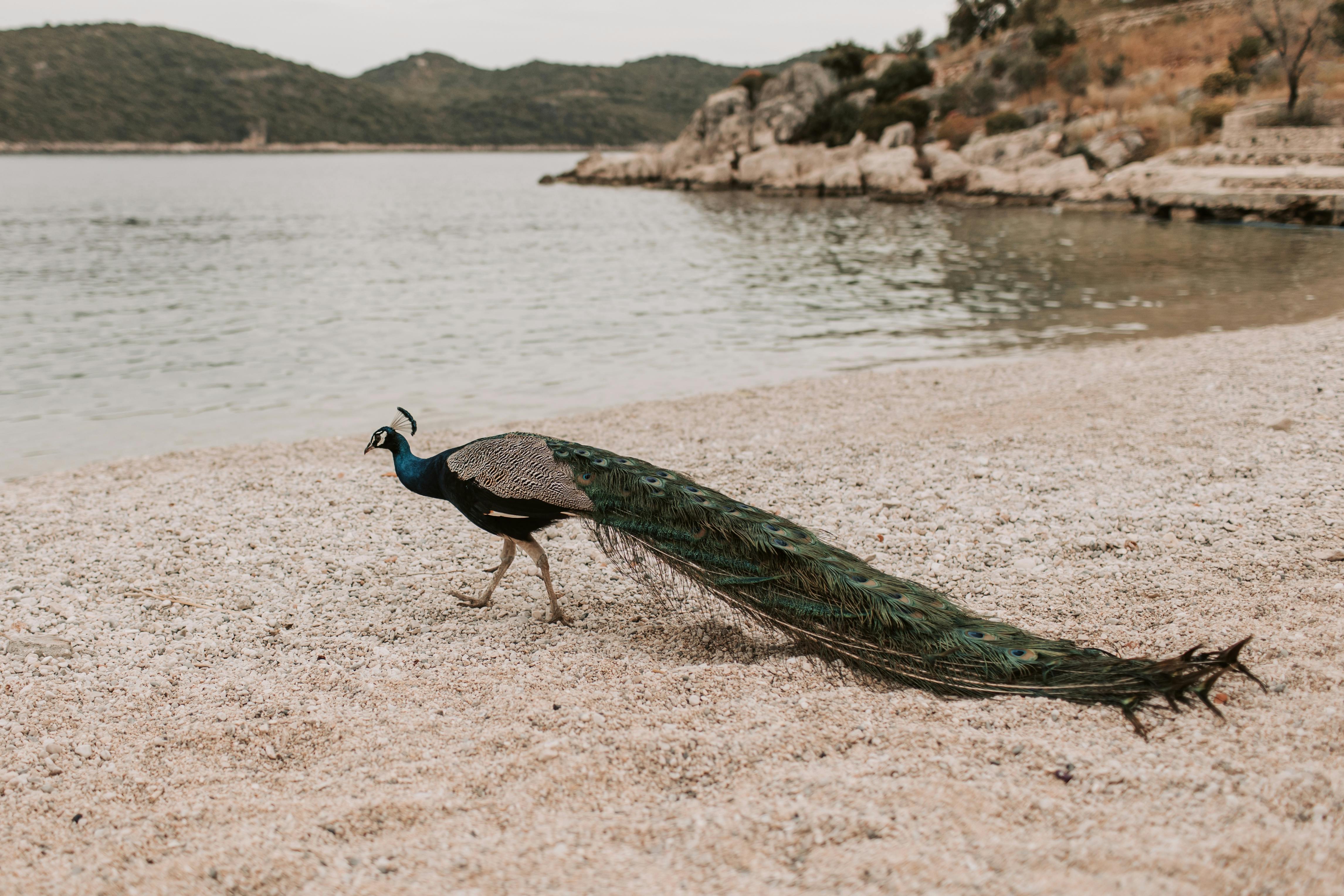 Beautiful Peacock By The Shore · Free Stock Photo