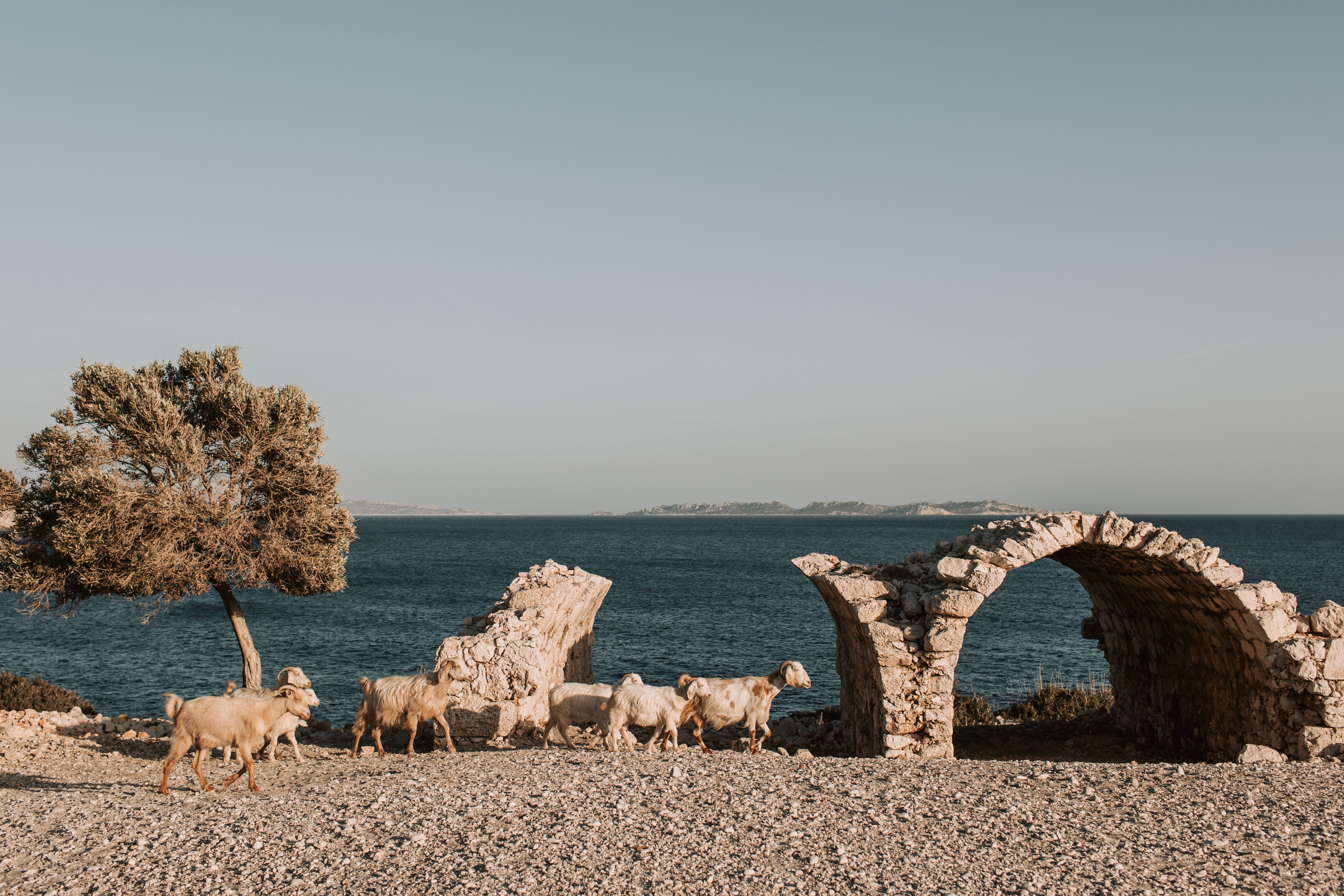 Domestic Goats Near Body Of Water · Free Stock Photo