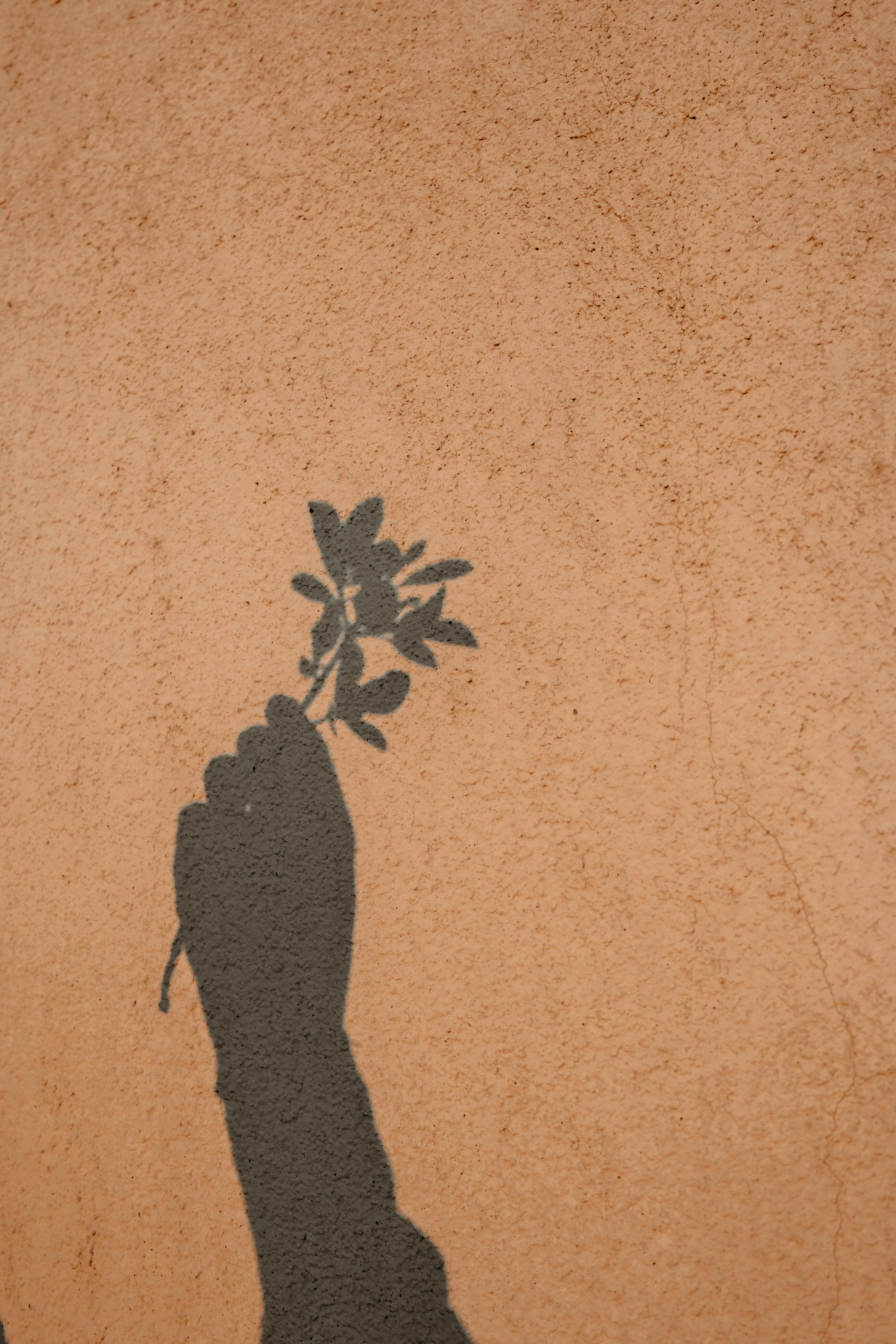 Shadow of a Hand Holding Flowers · Free Stock Photo