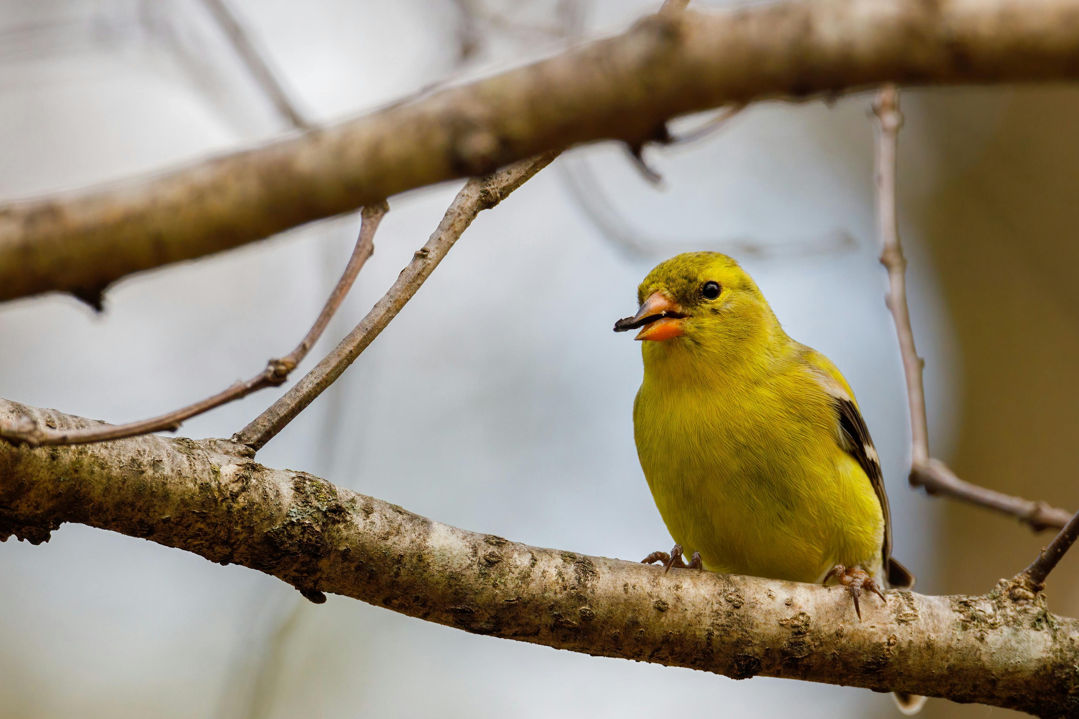 40+ Best Goldfinch Photos · 100% Free Download · Pexels Stock Photos