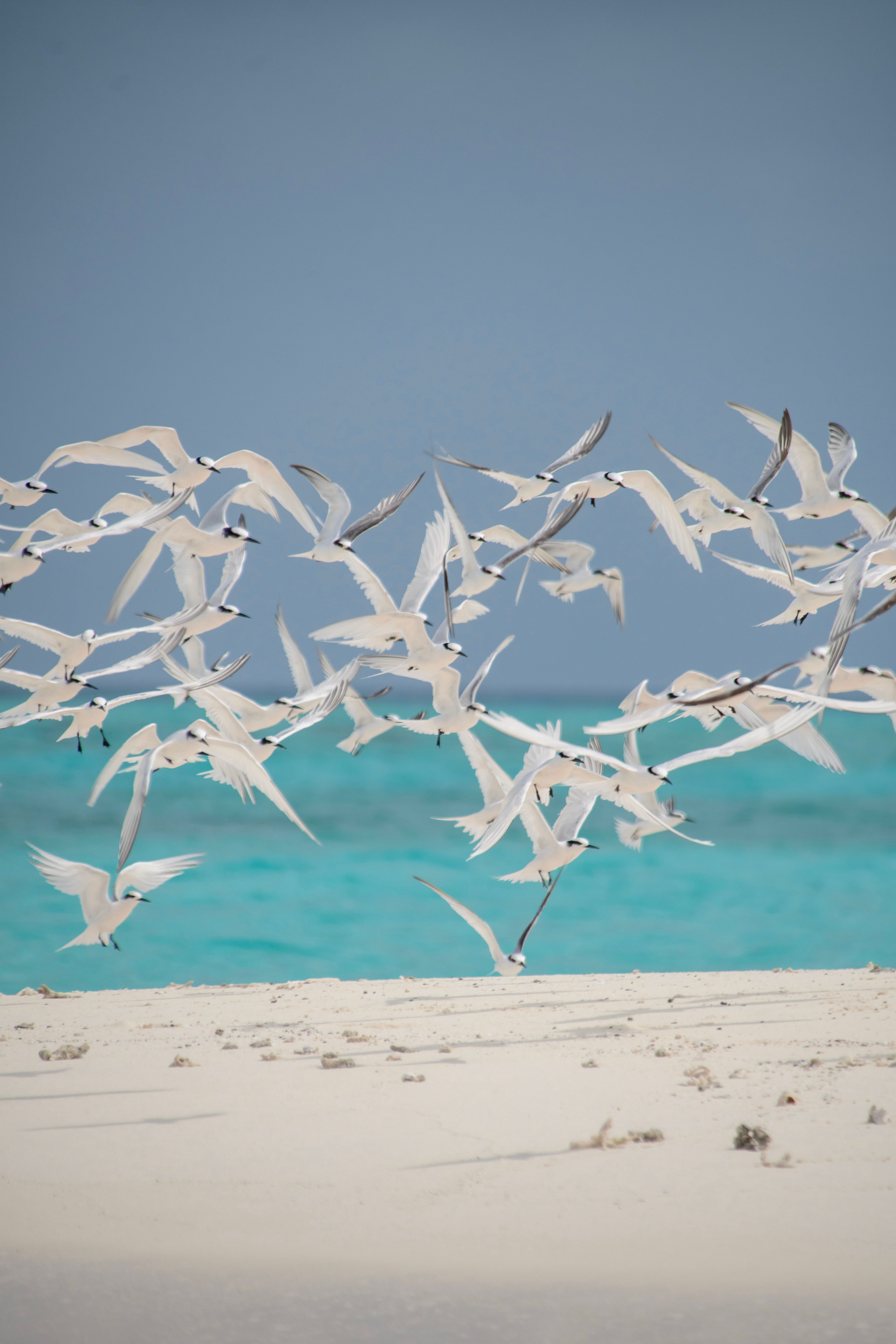 A Flock of Seabirds Flying Near the Shore · Free Stock Photo