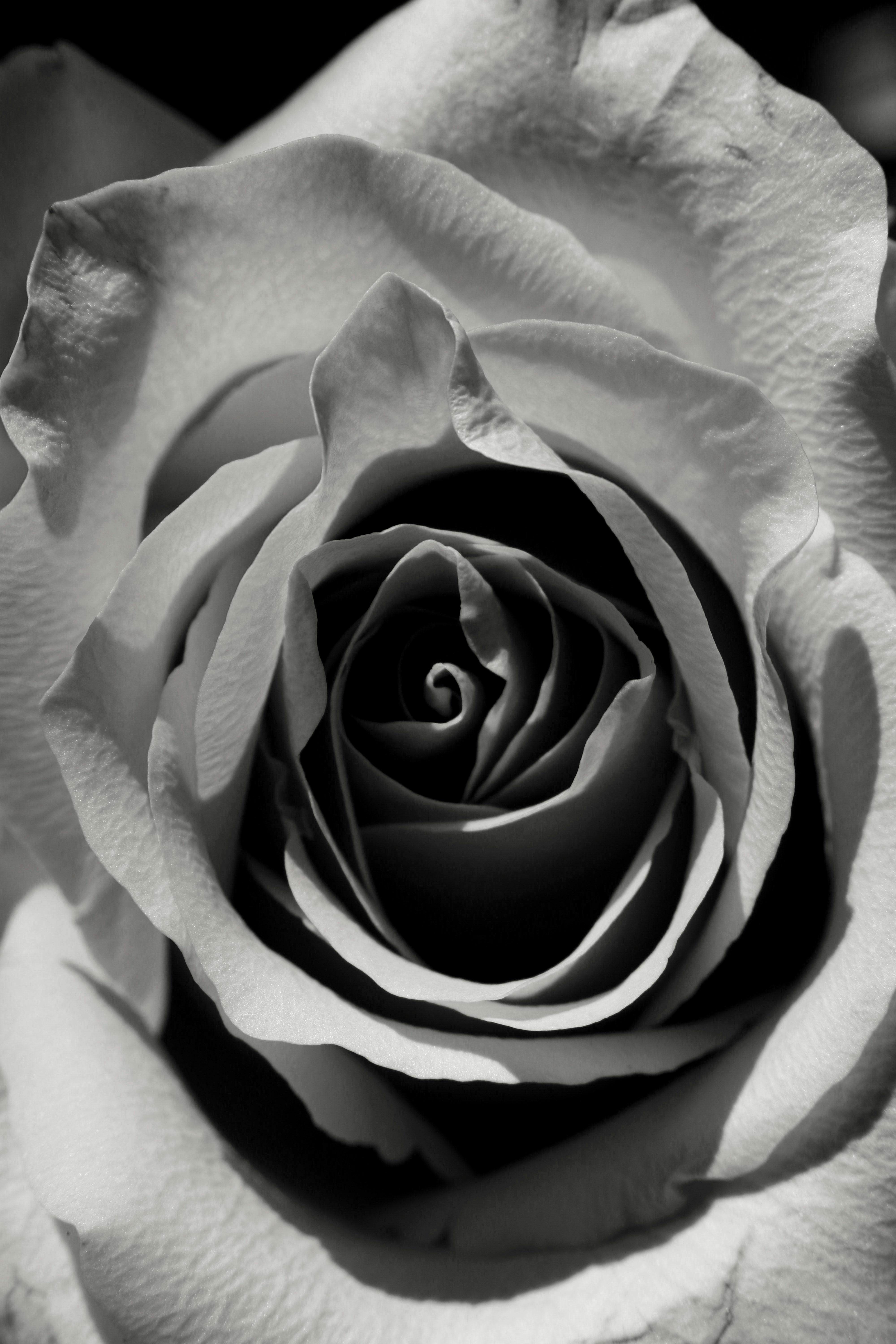 Grayscale Photography Of A Rose Plant · Free Stock Photo