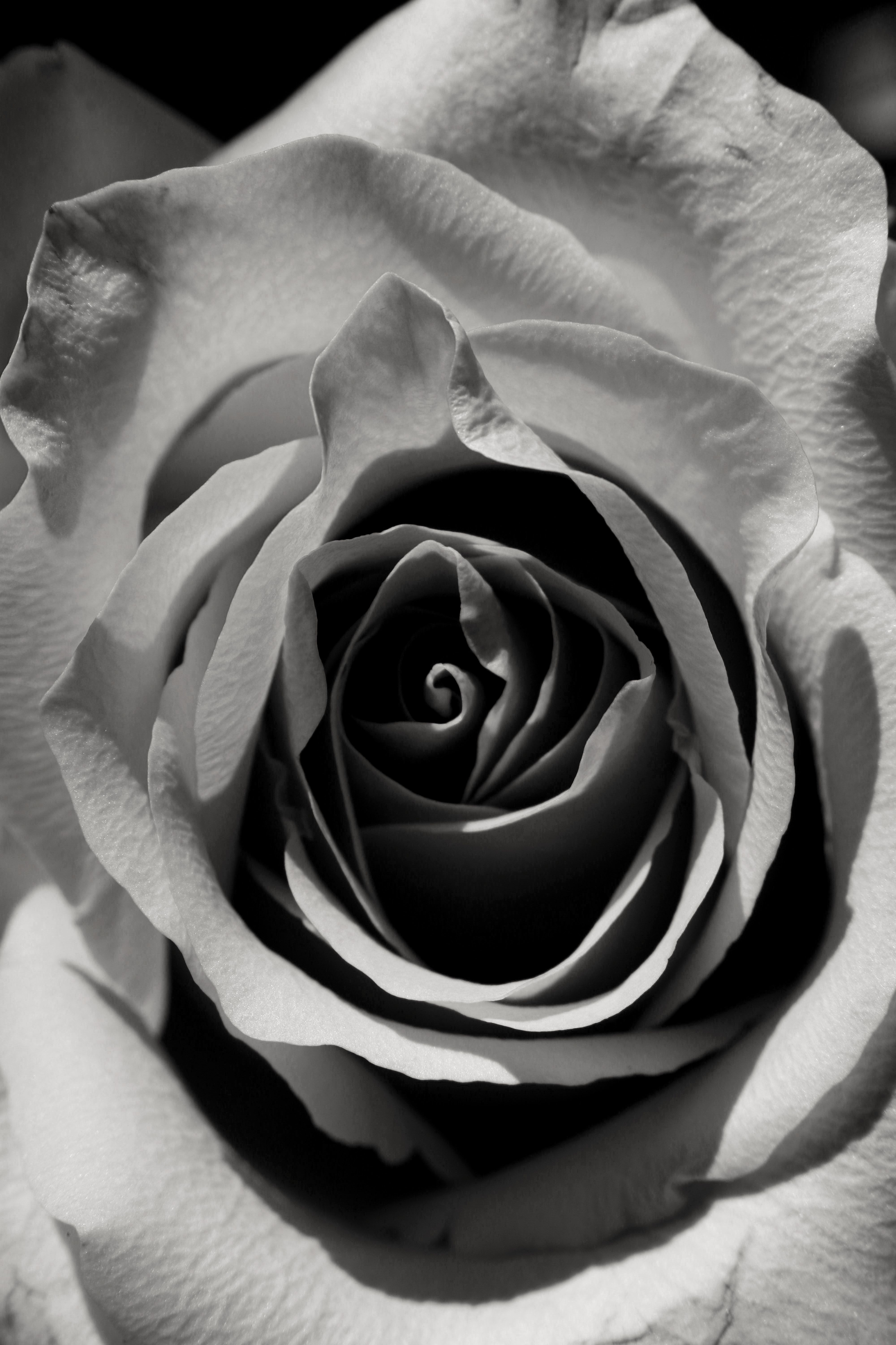 Grayscale Photo of a Rose · Free Stock Photo