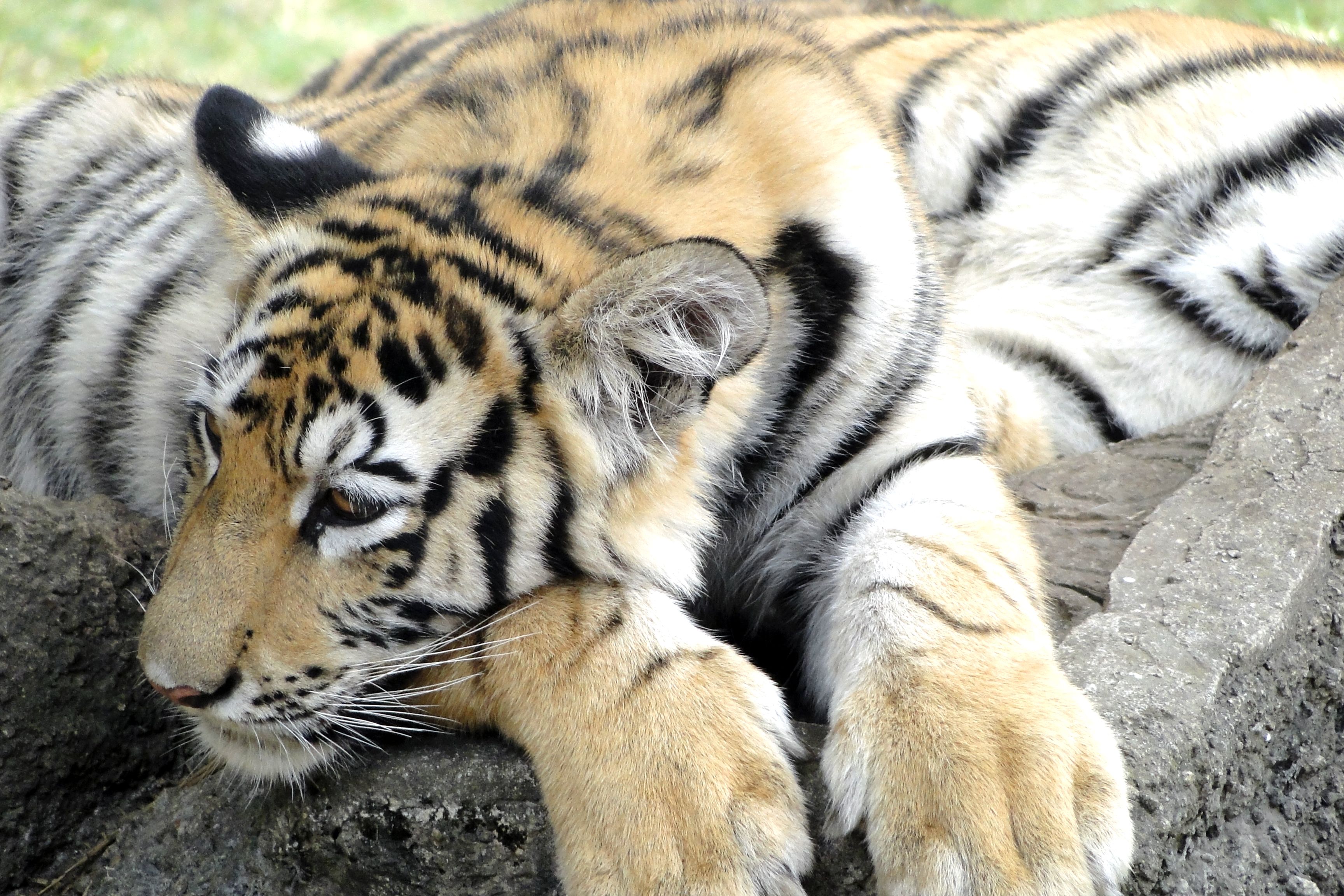 Tiger Lying Down · Free Stock Photo