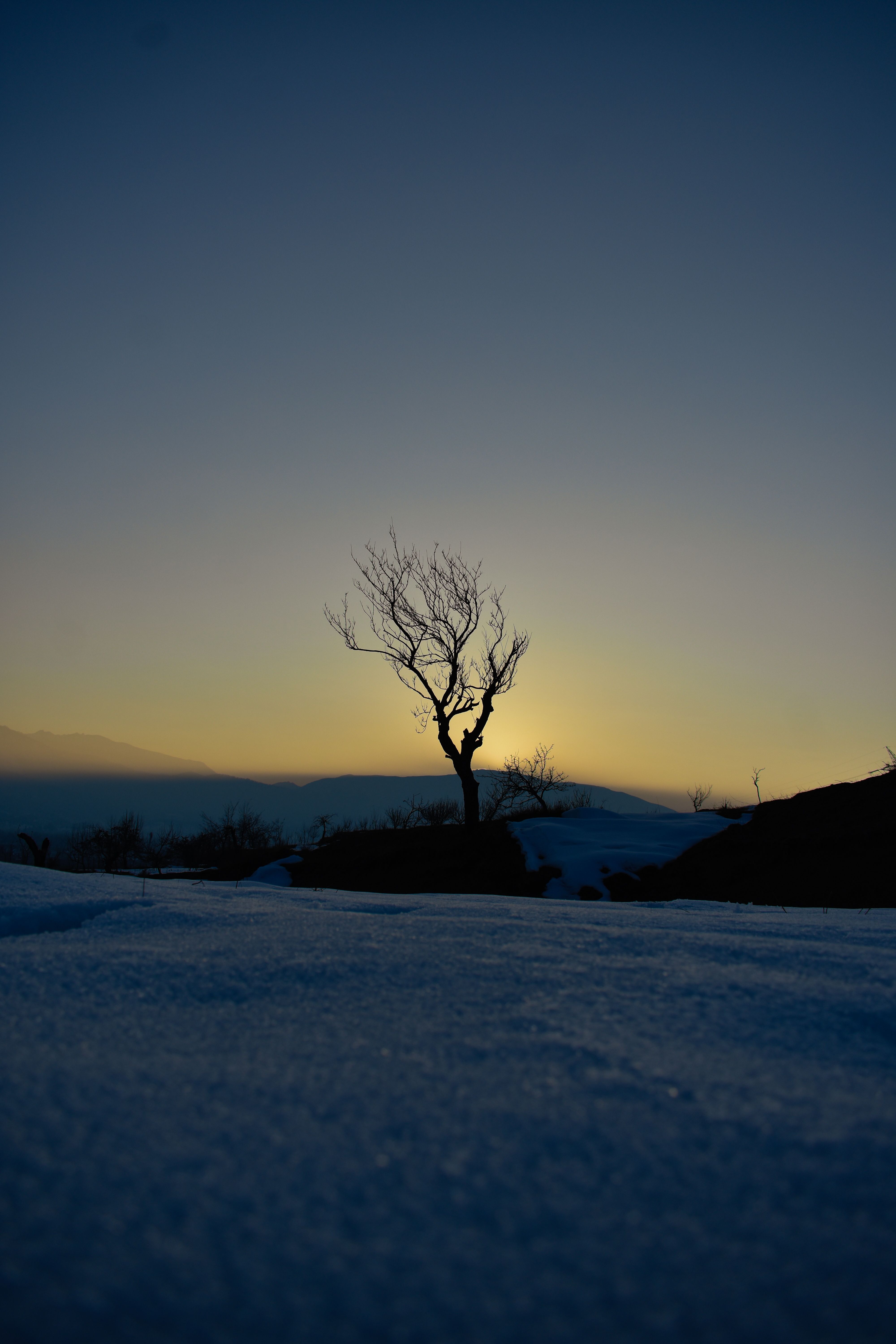 Leafless Tree on Ground during Sunset · Free Stock Photo