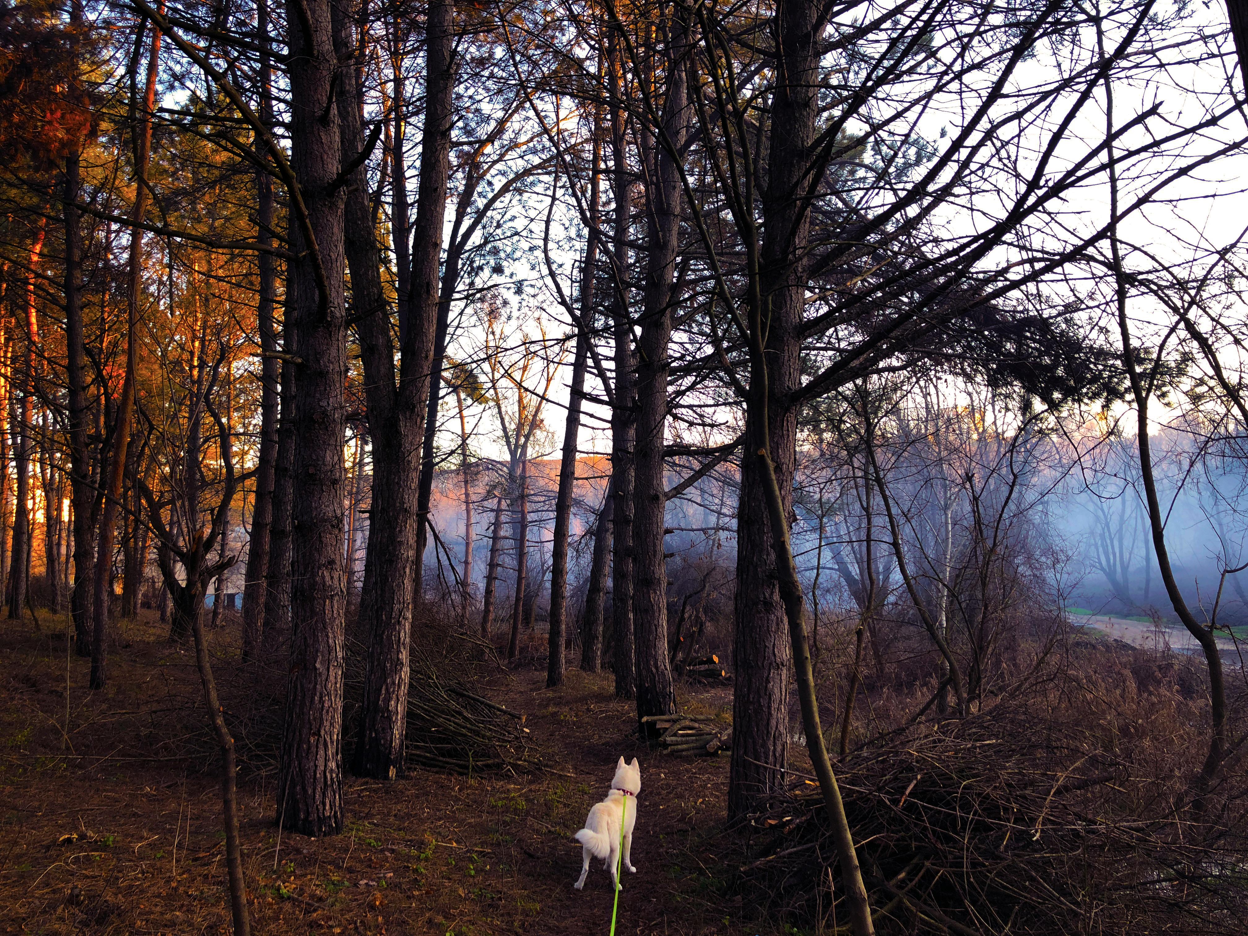 Free stock photo of dog, fog, husky