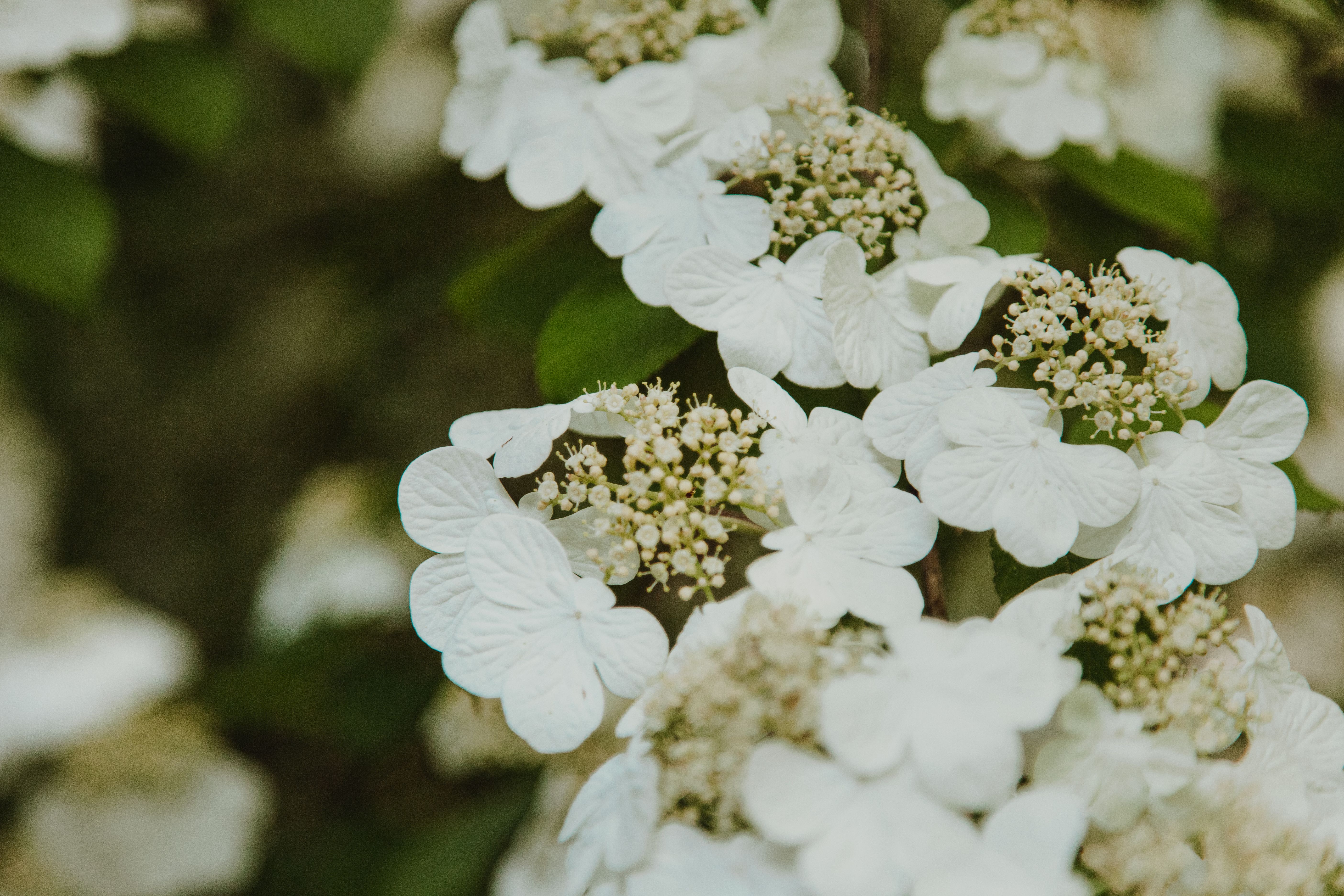 Close Up of Blooming Flowers · Free Stock Photo