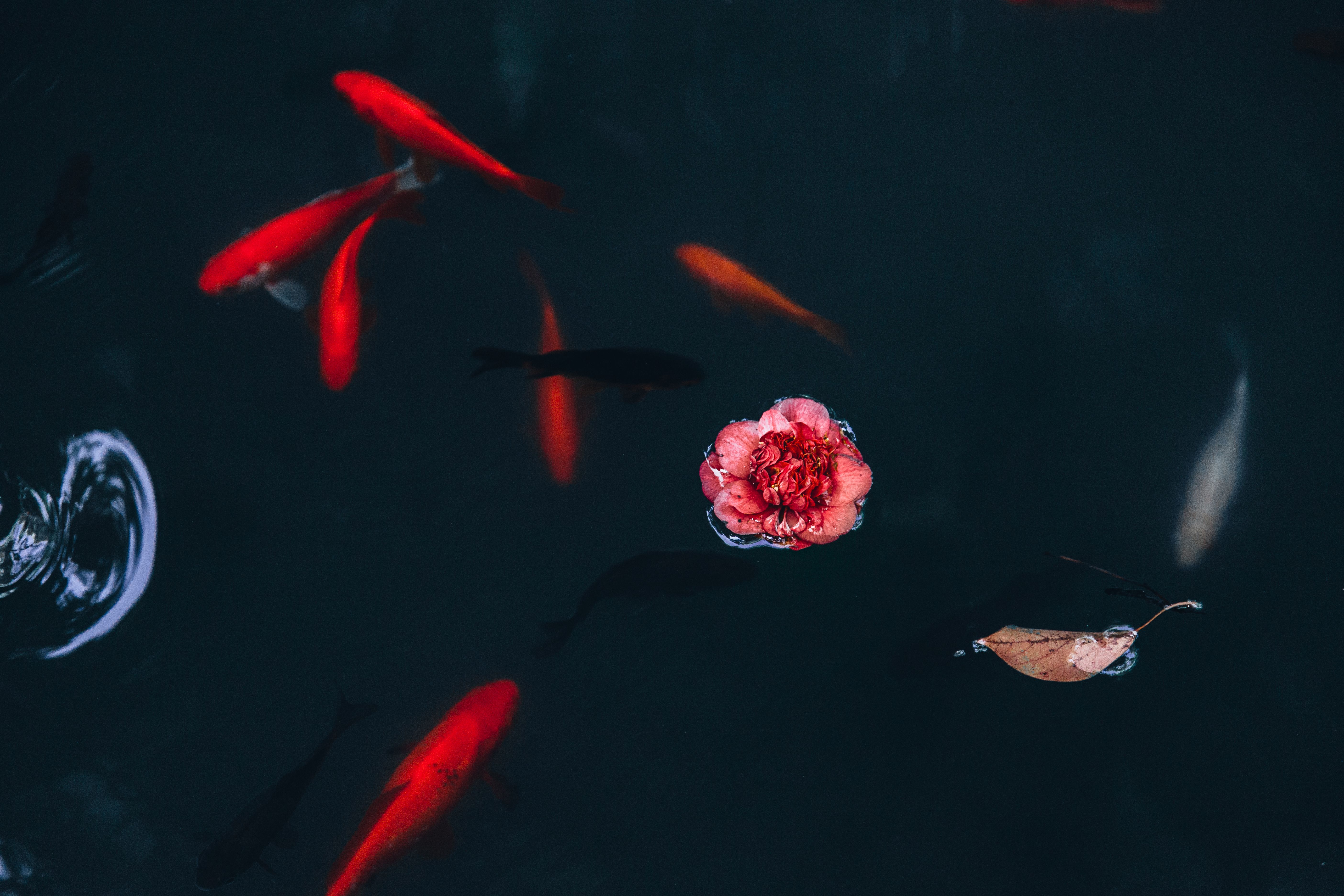 Flower Floating in a Pond · Free Stock Photo