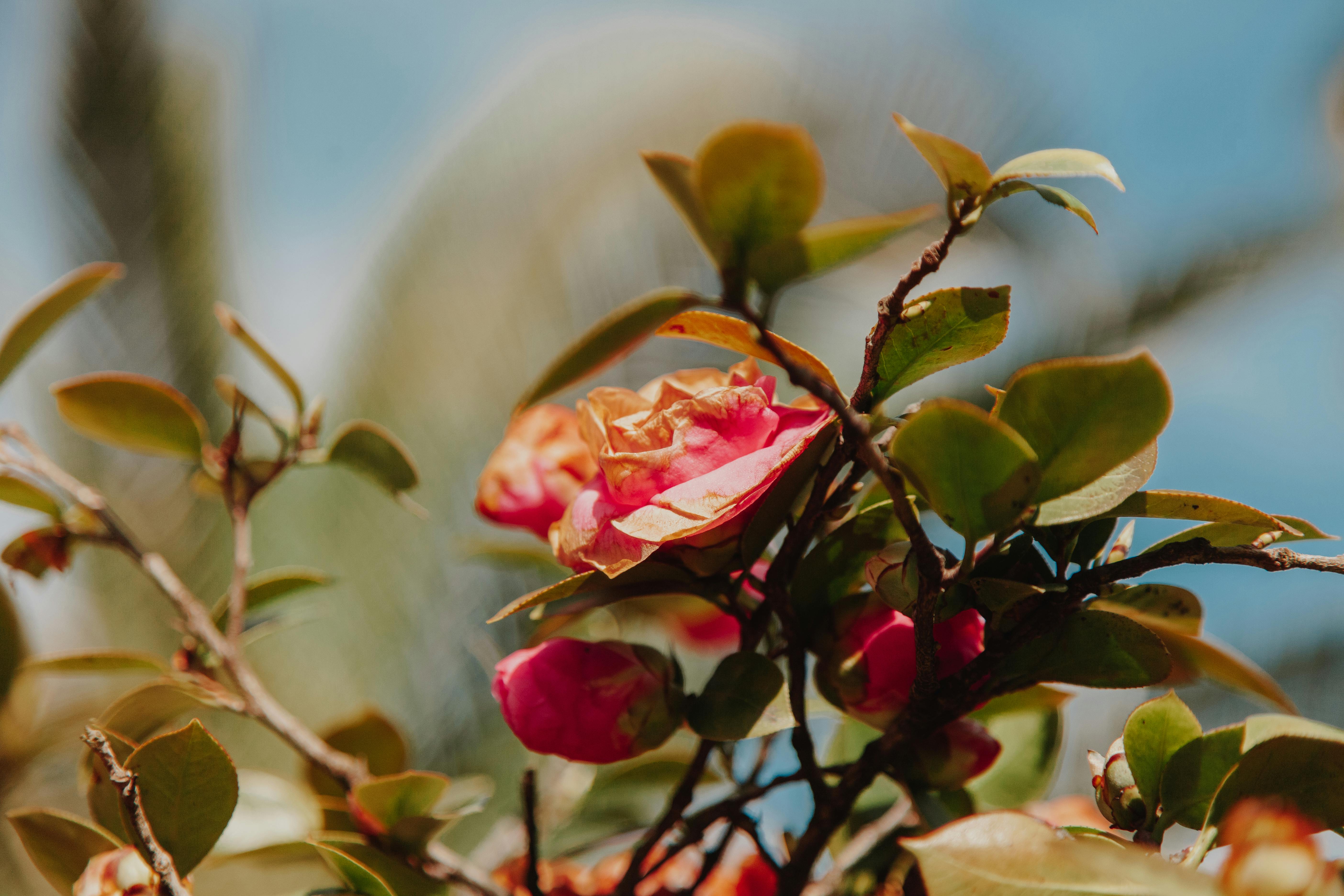 Entrance Gate to Garden Overgrown with Flower Bush · Free Stock Photo