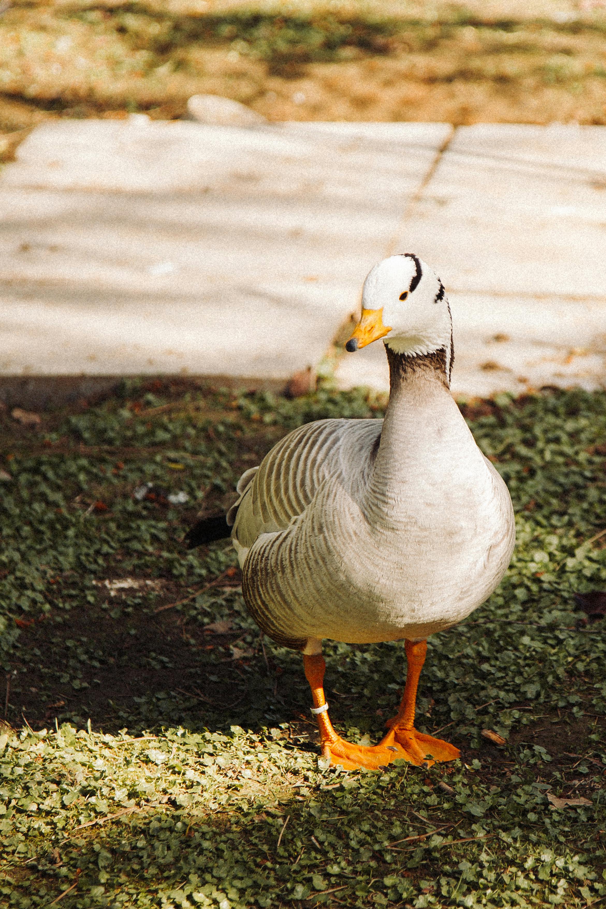 Duck Walking on Ground · Free Stock Photo