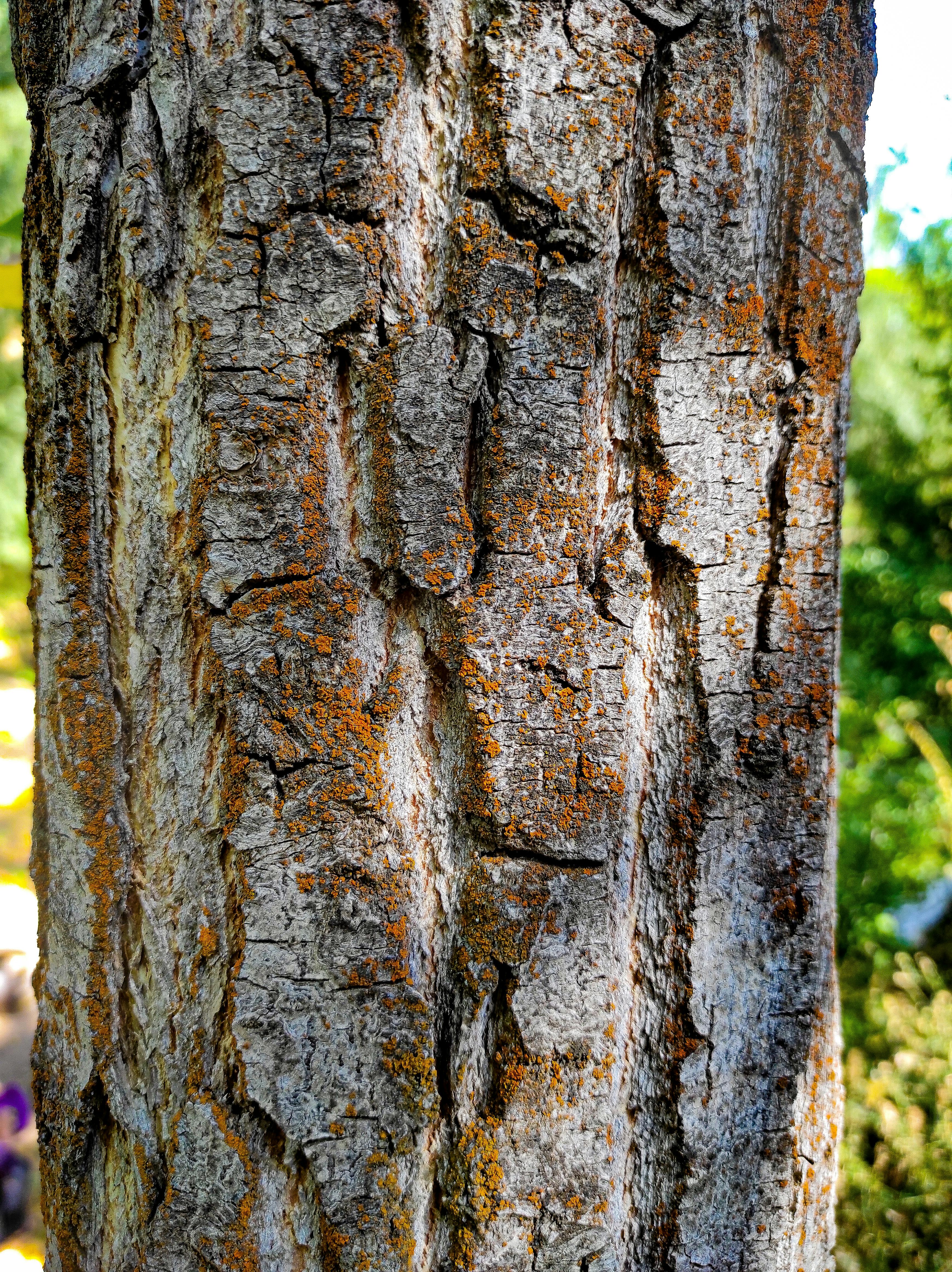 Tree Trunk in Close Up Photography · Free Stock Photo