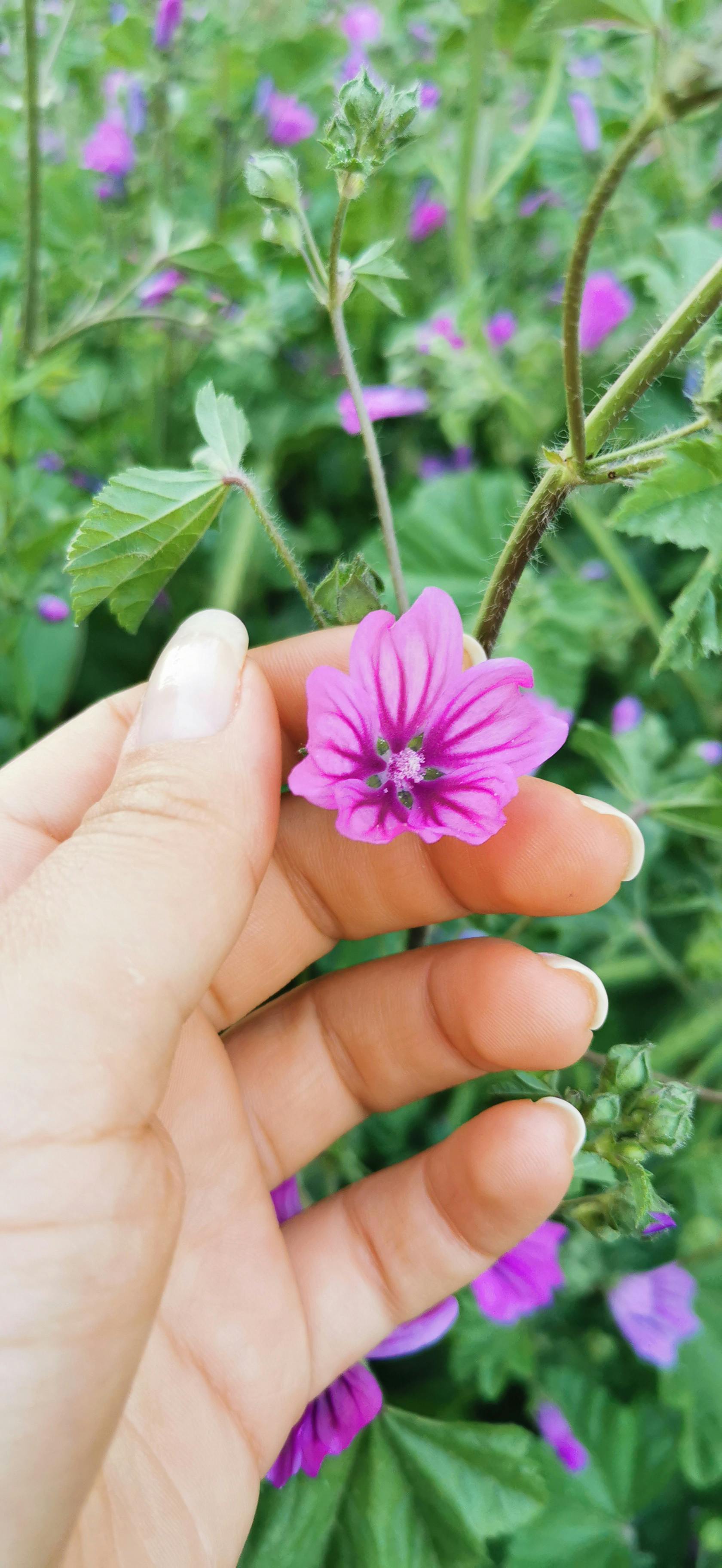 Tiny Purple Flowers held by a Person · Free Stock Photo