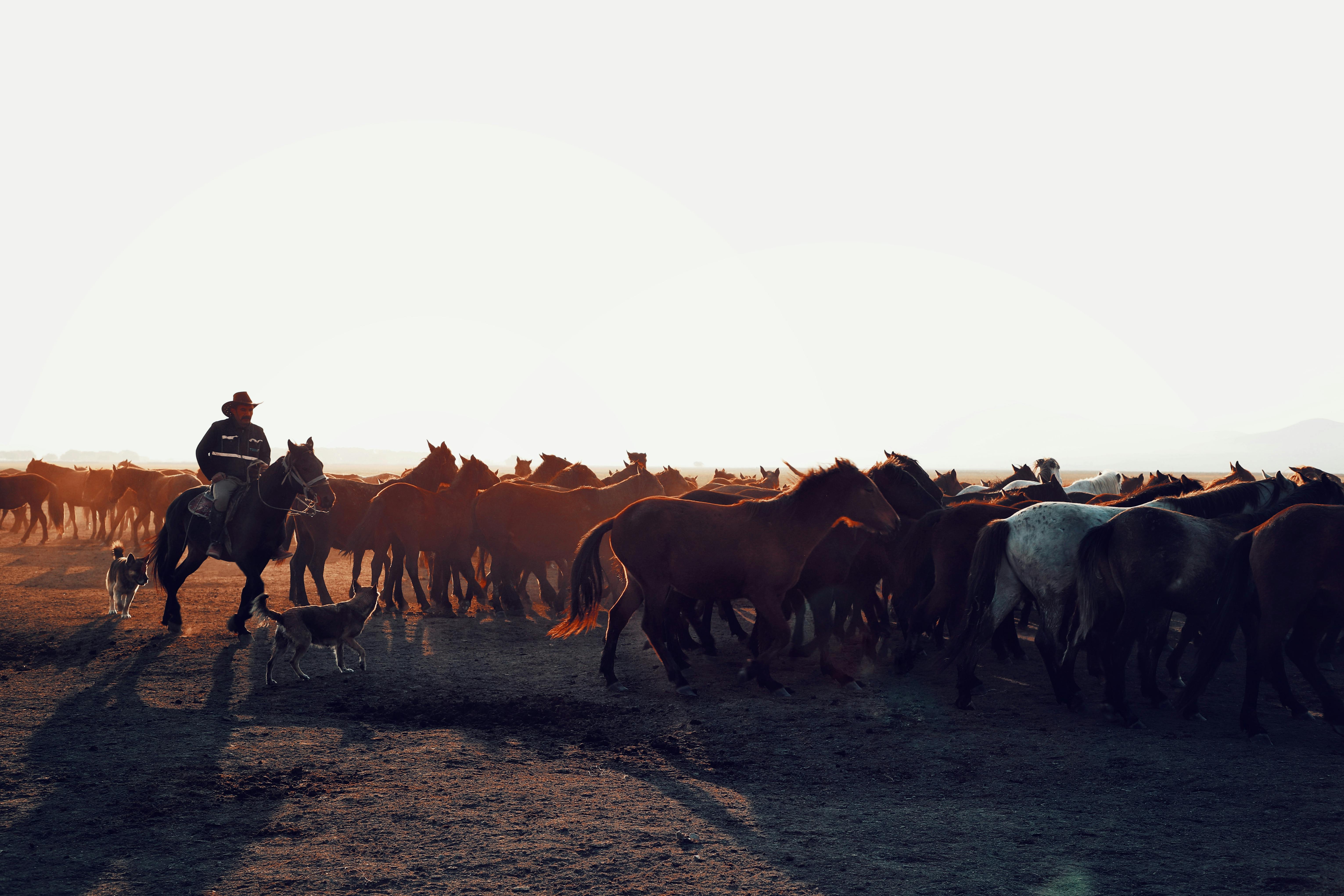 Group of Mongolian hunters with eagles riding horses in highland · Free ...