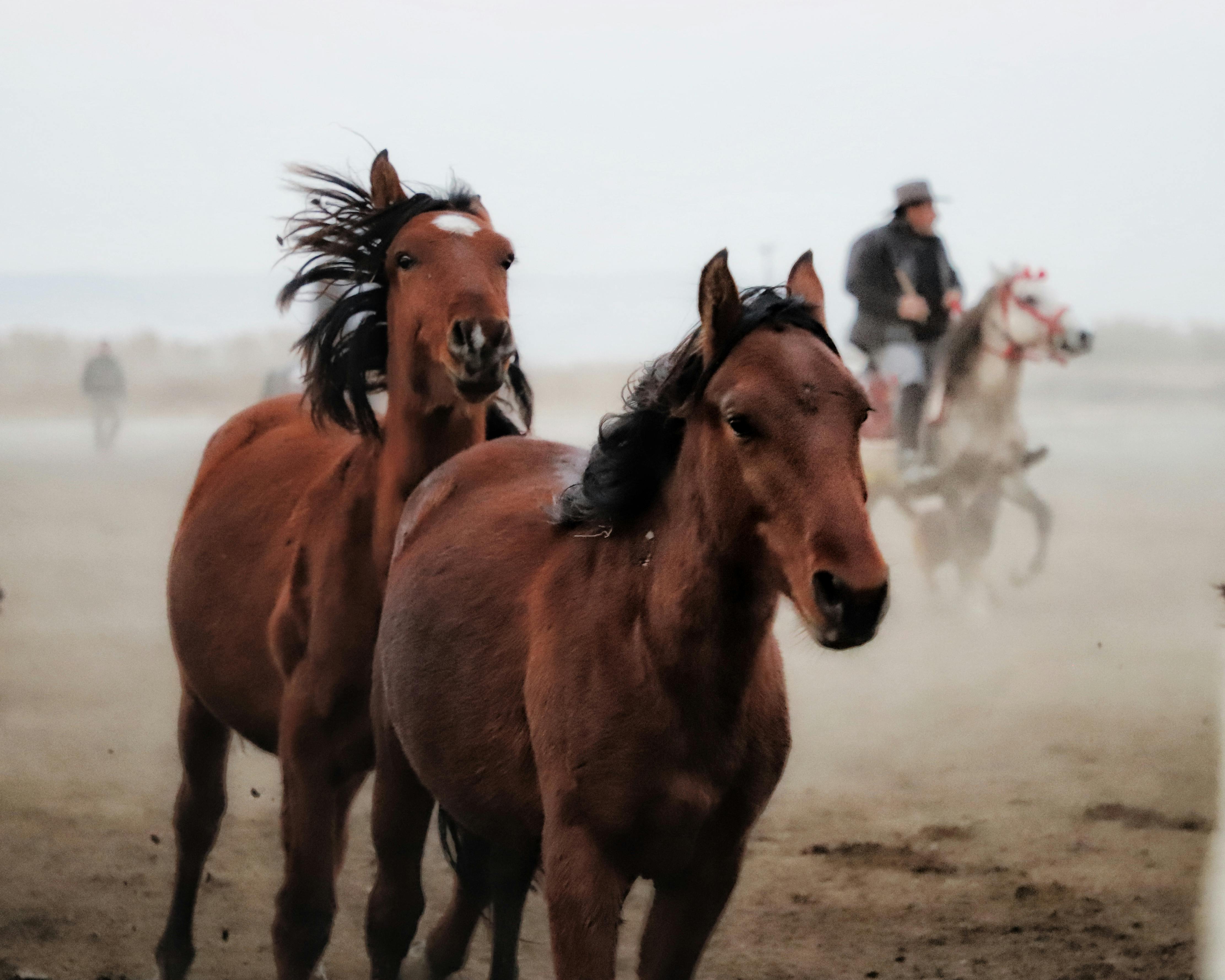 Group of Mongolian hunters with eagles riding horses in highland · Free ...