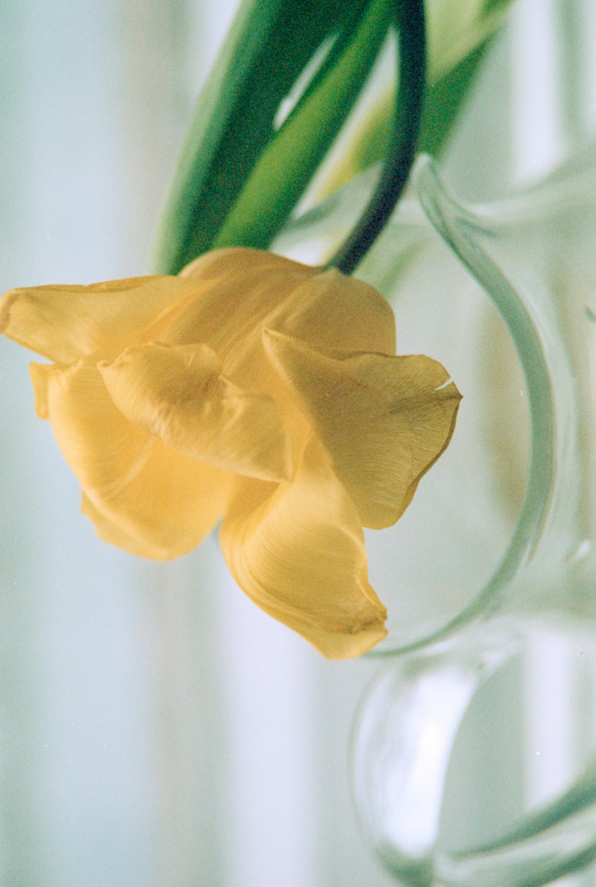 Shallow Focus of Yellow Flowers · Free Stock Photo