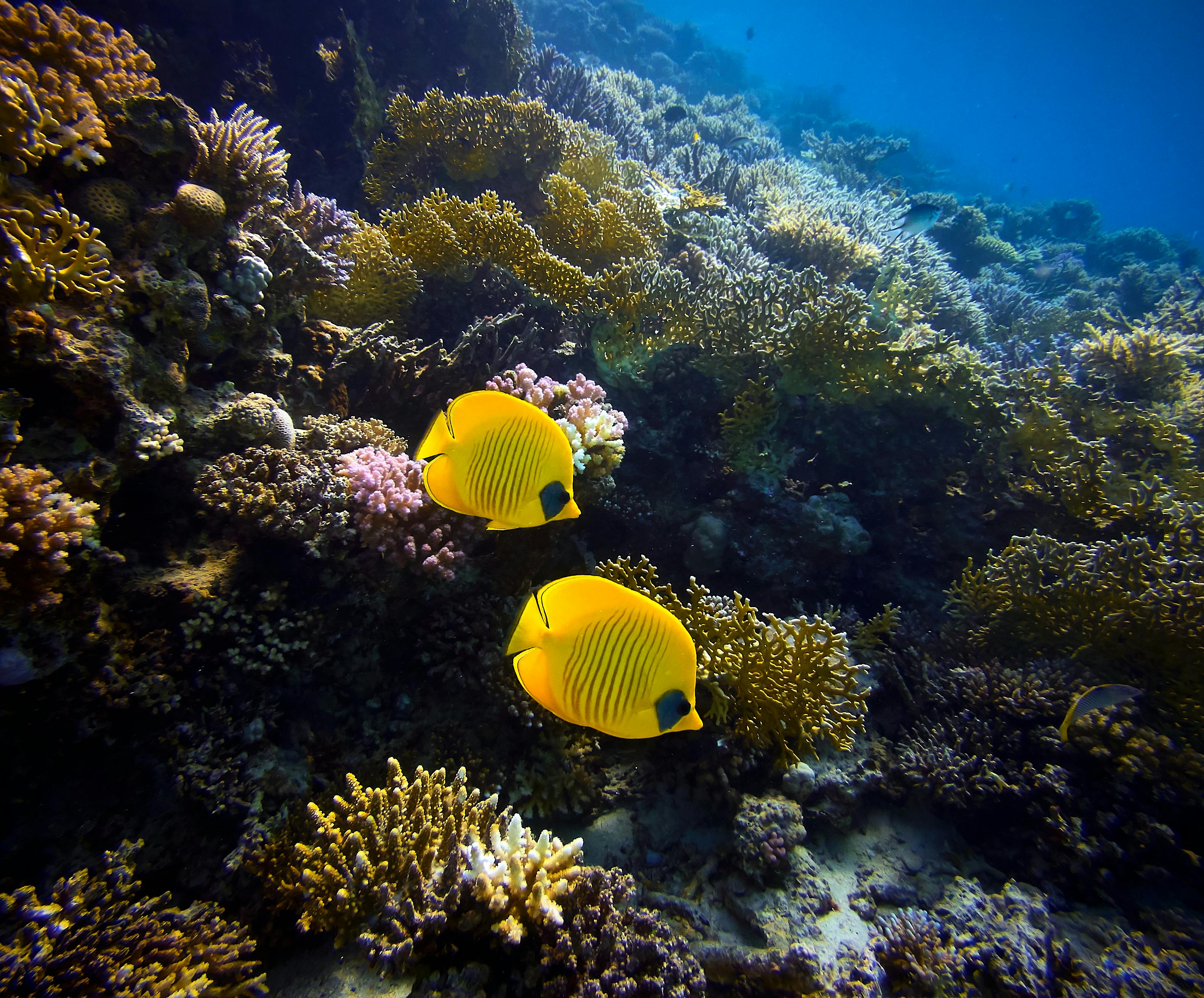 Orange Fish in Ocean · Free Stock Photo