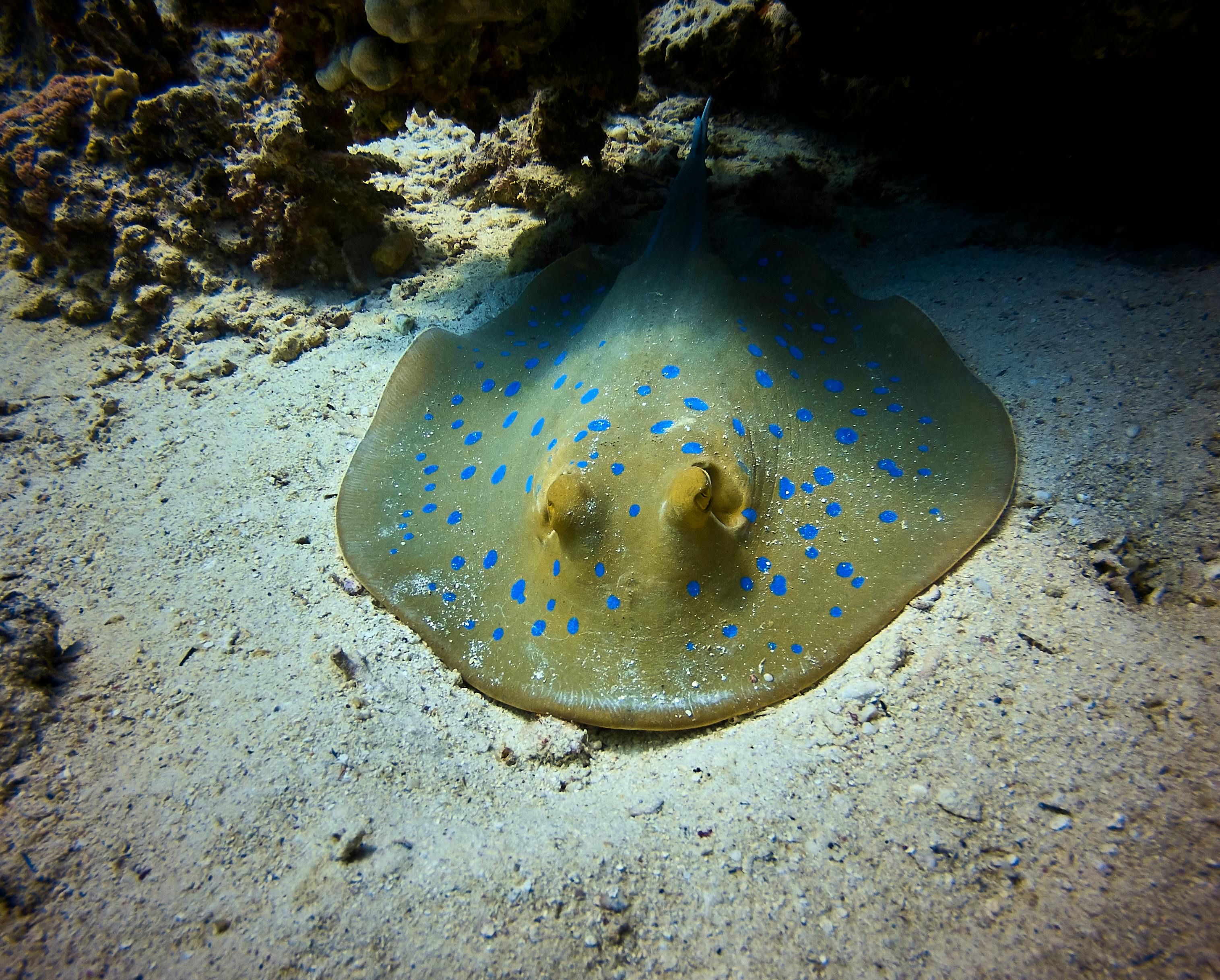 Seabed Photos, Download The BEST Free Seabed Stock Photos & HD Images