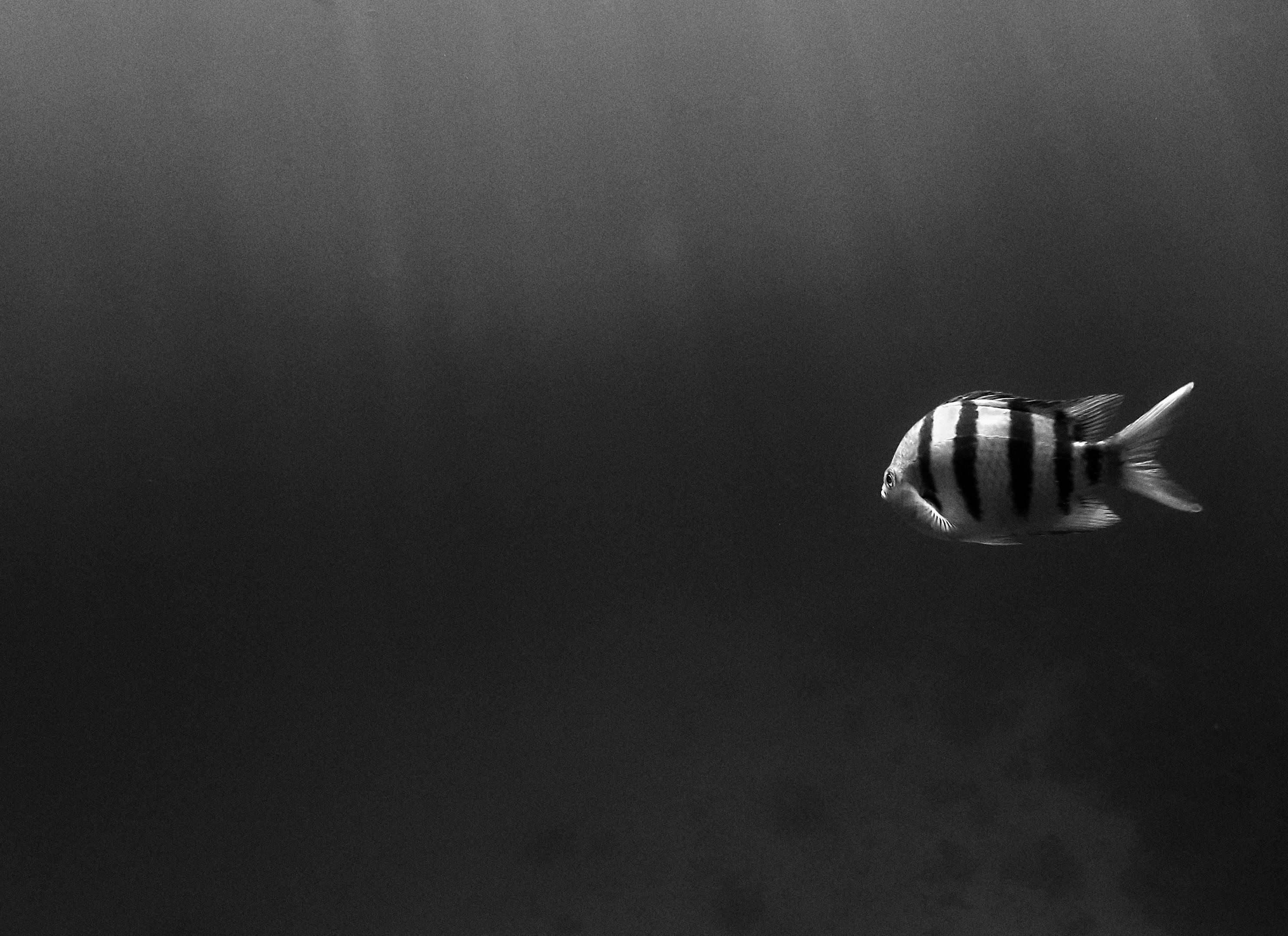 Beta Fish Photos, Download The BEST Free Beta Fish Stock Photos & HD Images