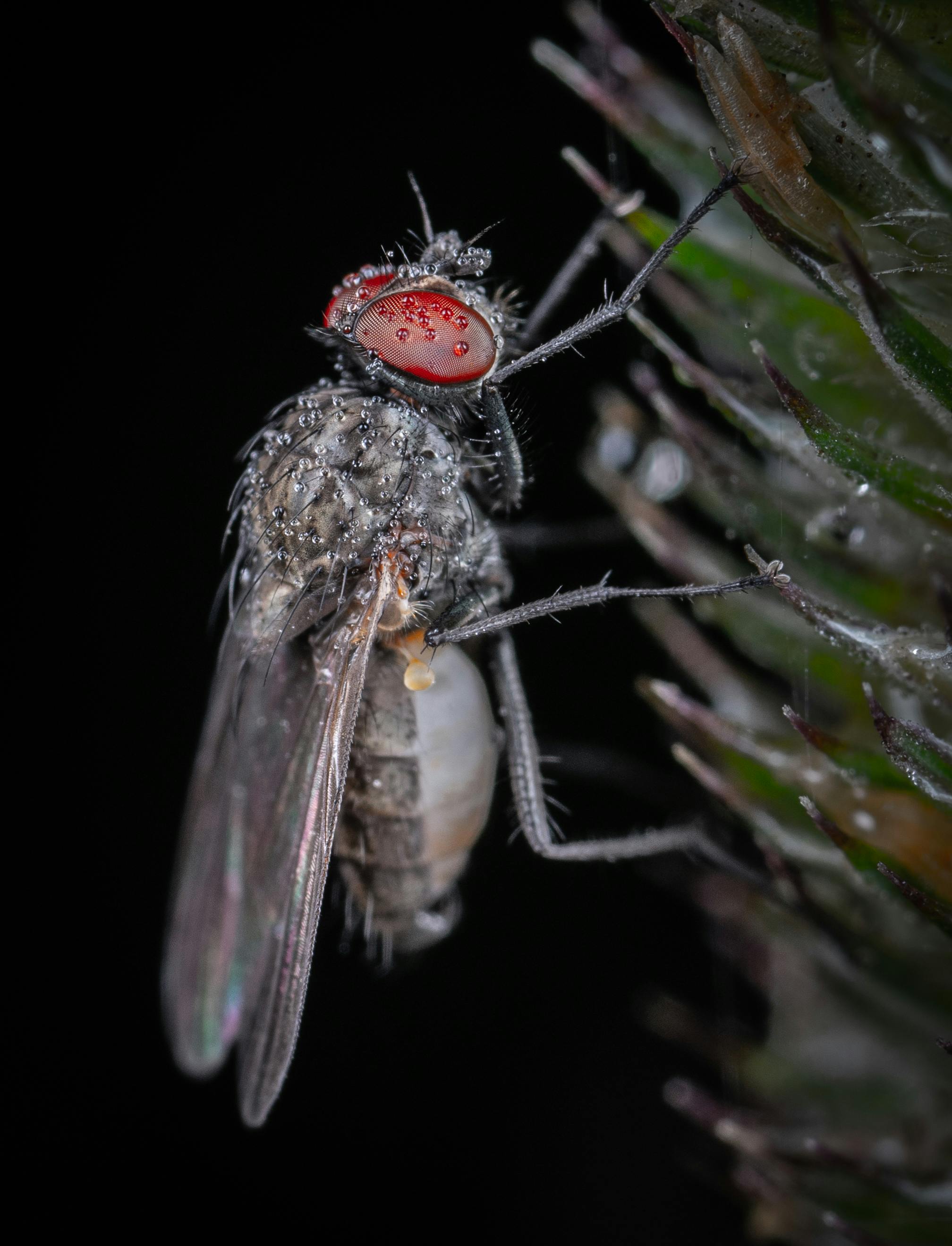 Foto de stock gratuita sobre artrópodo, disparo macro, fotografía de ...