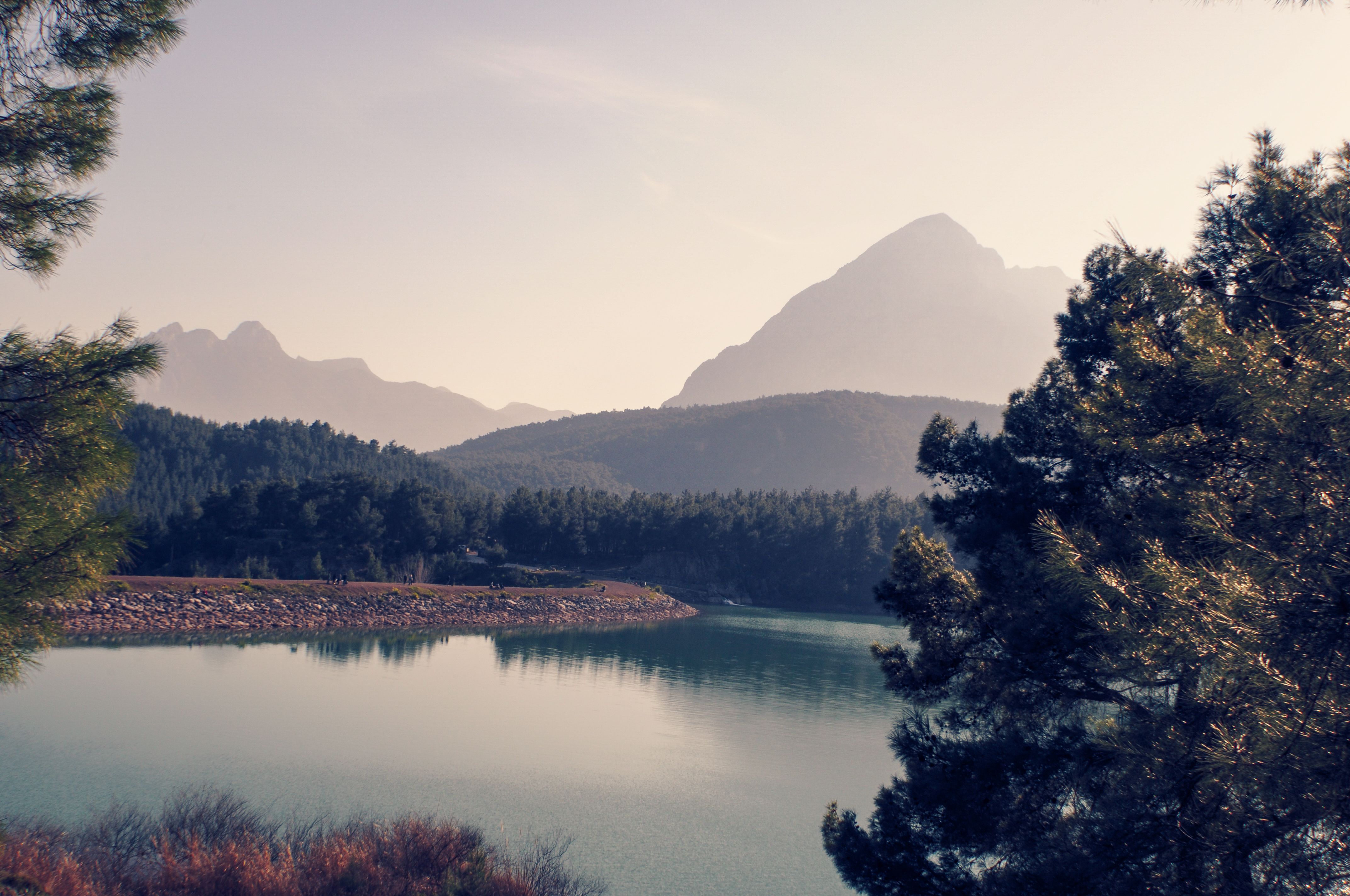 Green Trees Near the Lake · Free Stock Photo