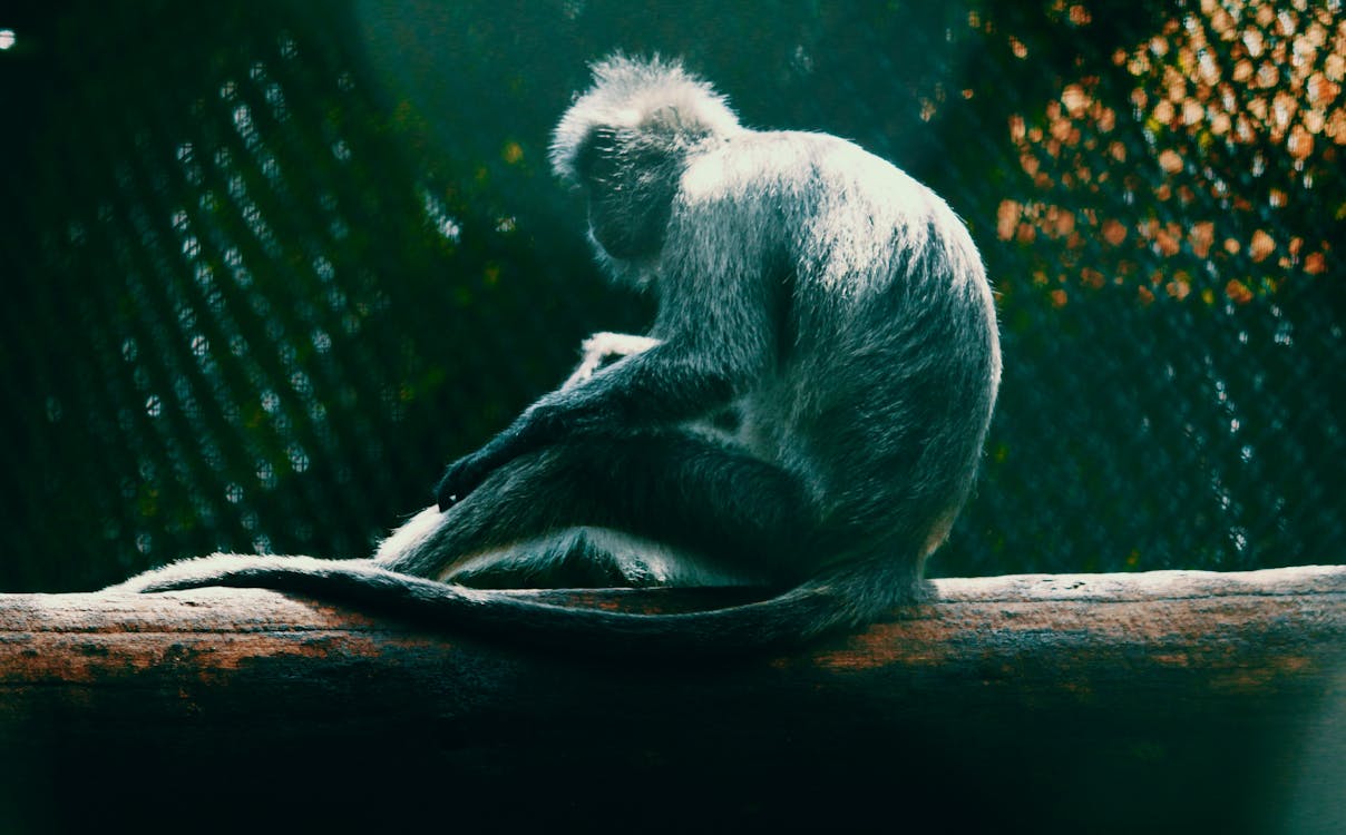 Free Stock Photo Of Animal Animal Photography Animal World free-stock-photo-of-animal-animal-photography-animal-world