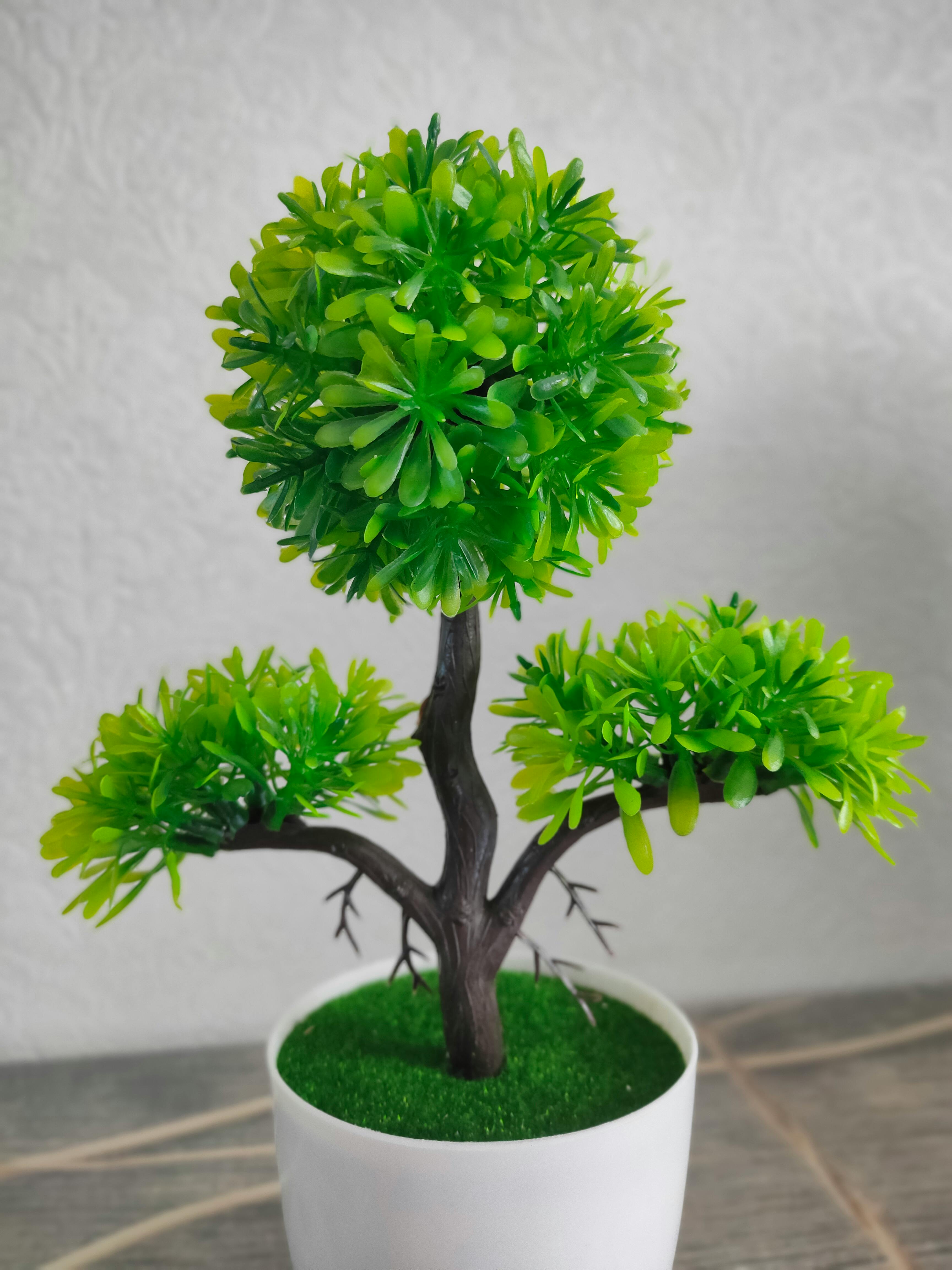 Green Miniature Tree in Pot · Free Stock Photo