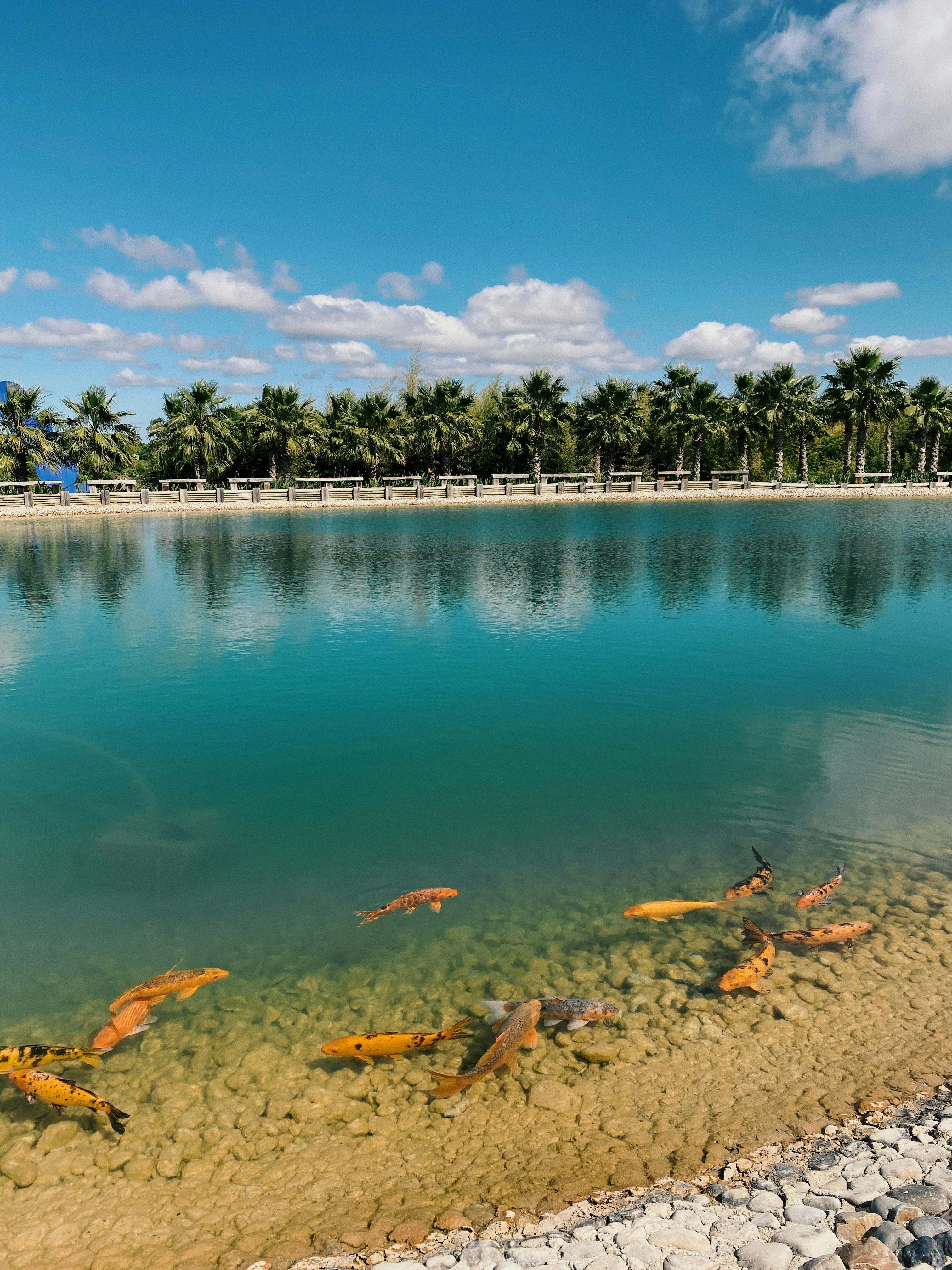 Koi Fishes on Lakeside · Free Stock Photo