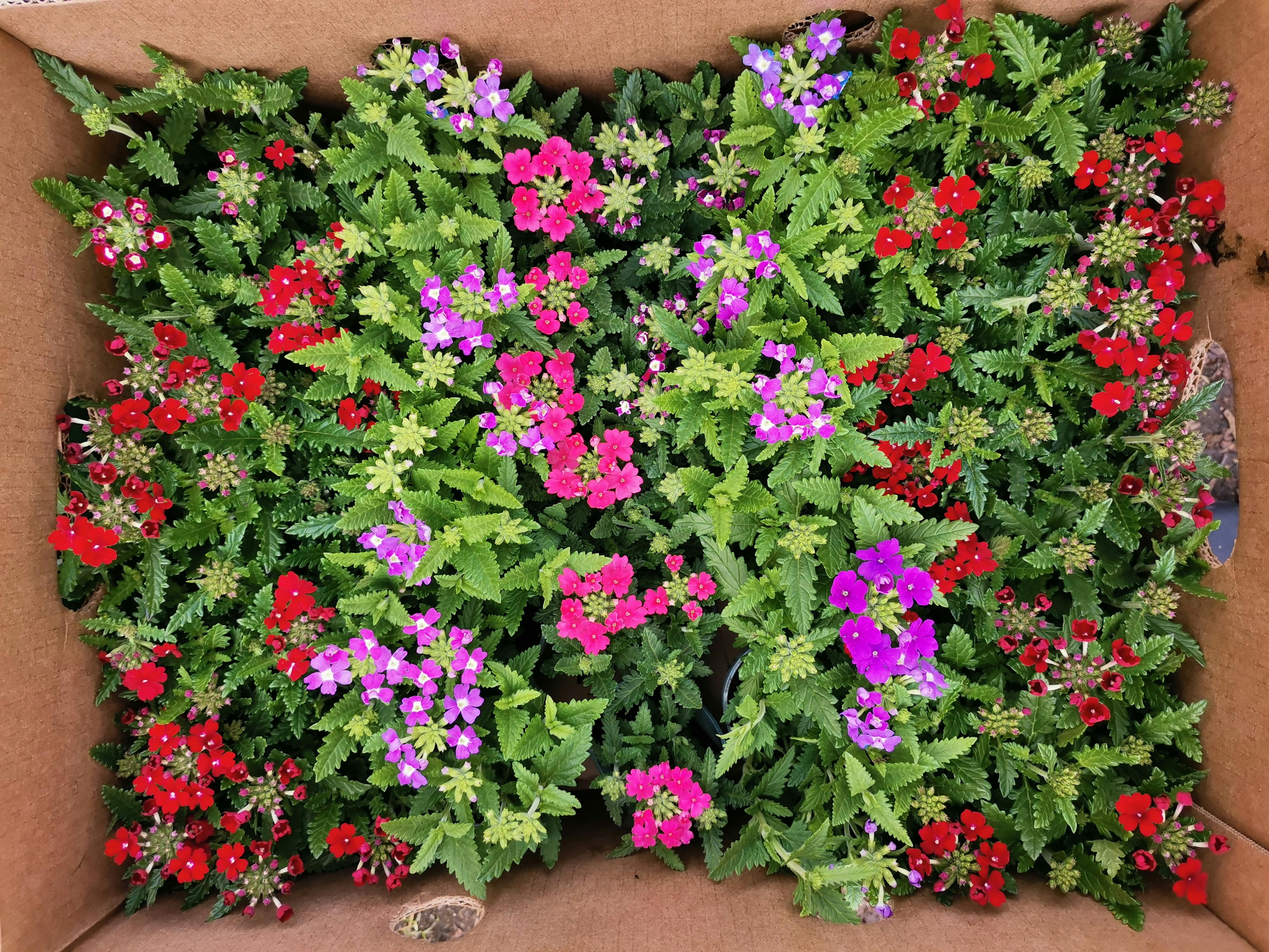 A Top View of a Flowers in the Box · Free Stock Photo