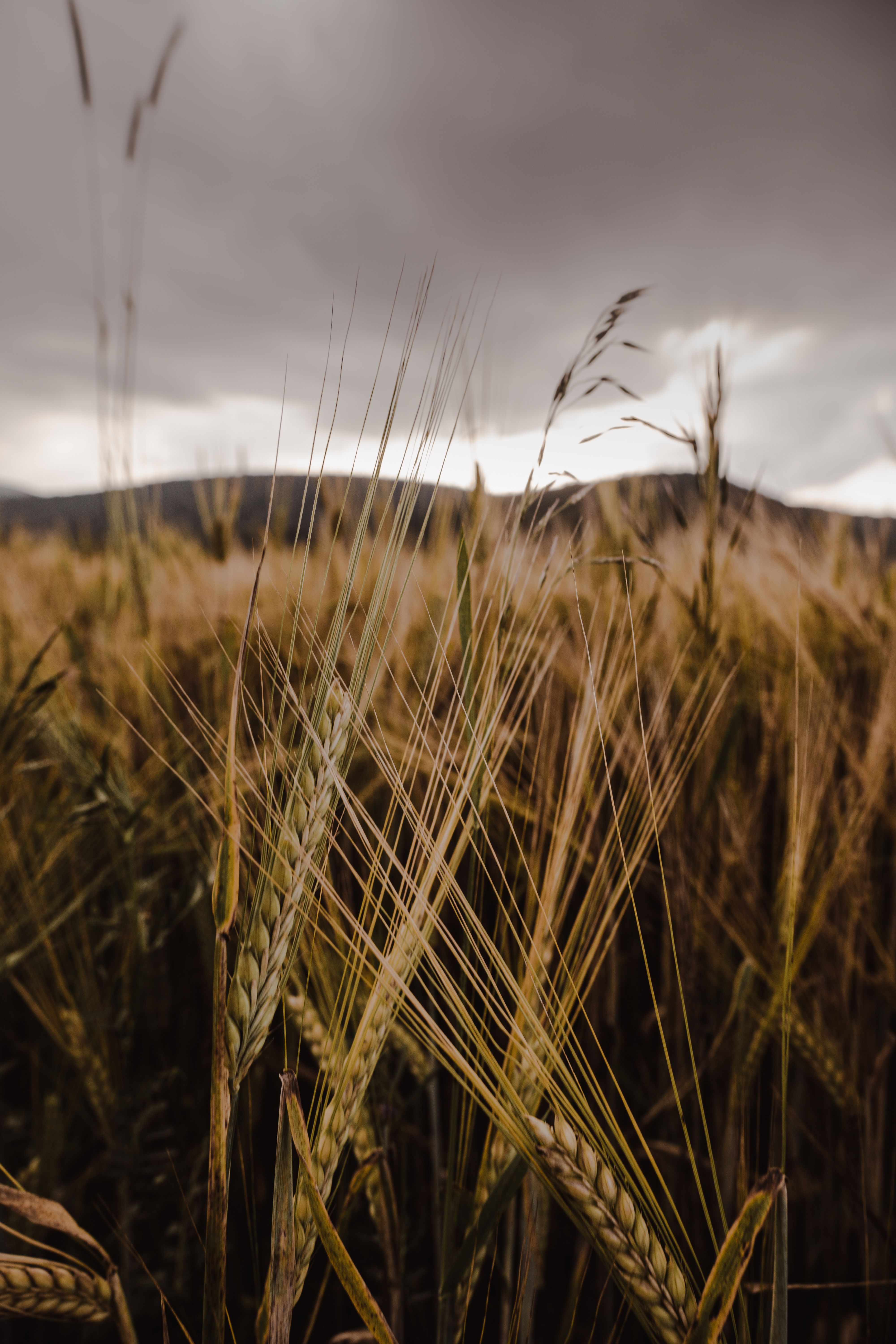 Brown Wheat Field · Free Stock Photo