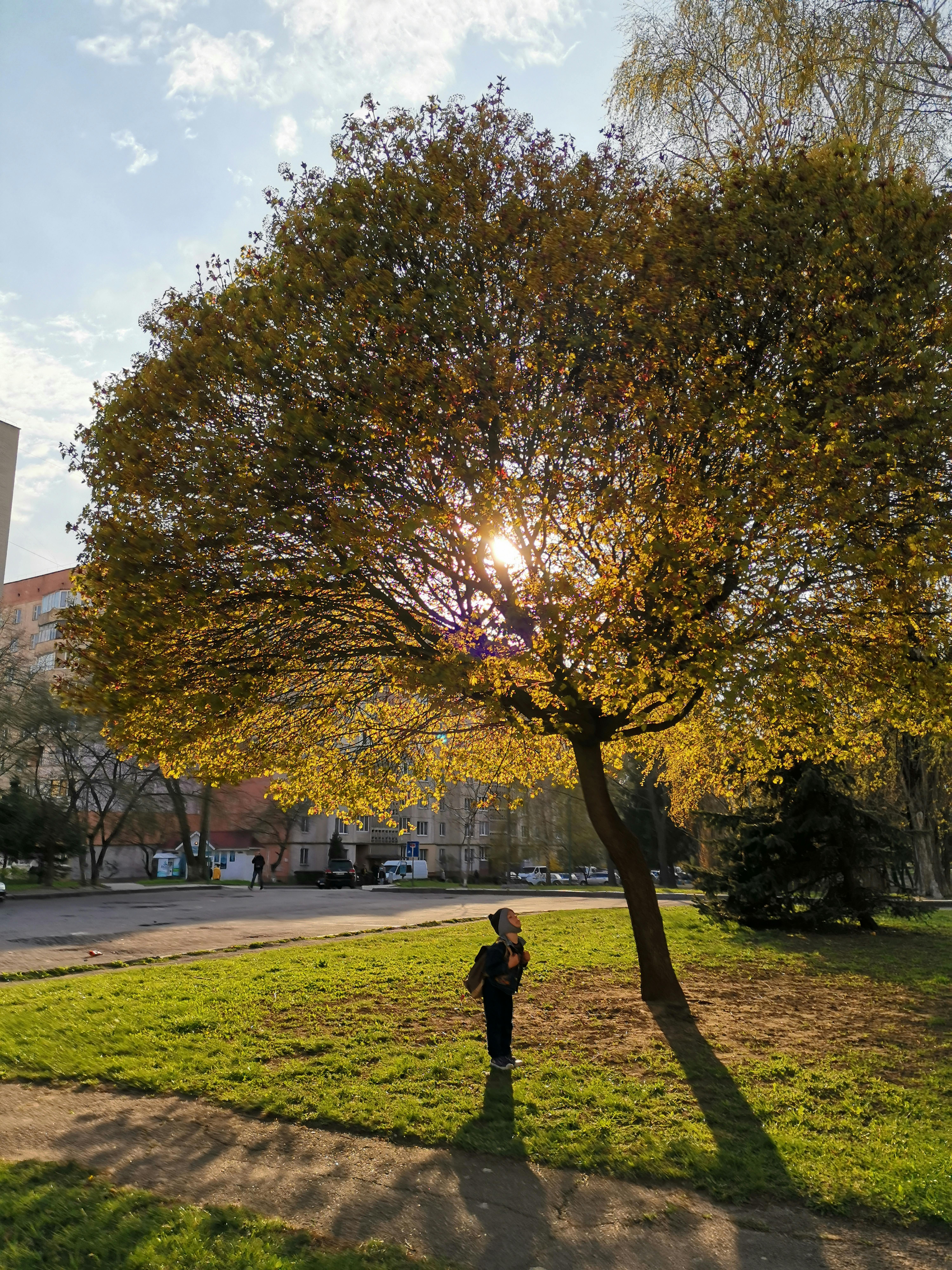 Kid Under a Tree · Free Stock Photo