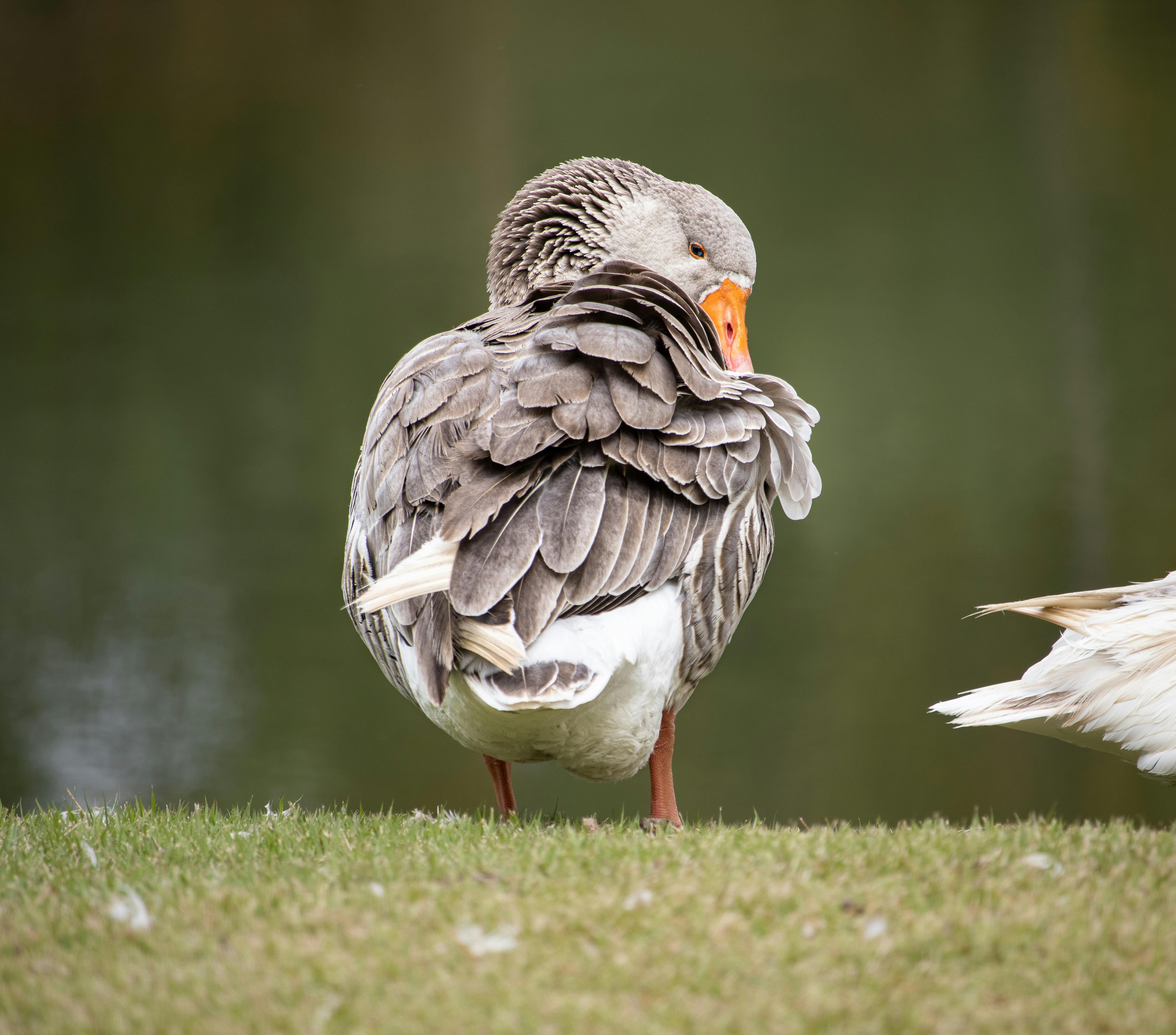 Close Up Photo of a Goose · Free Stock Photo